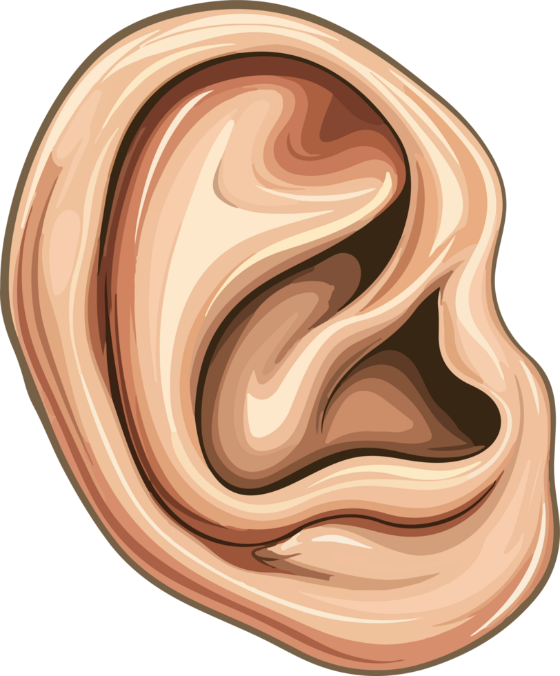 Ear Clipart Design Illustration 46340300 Png