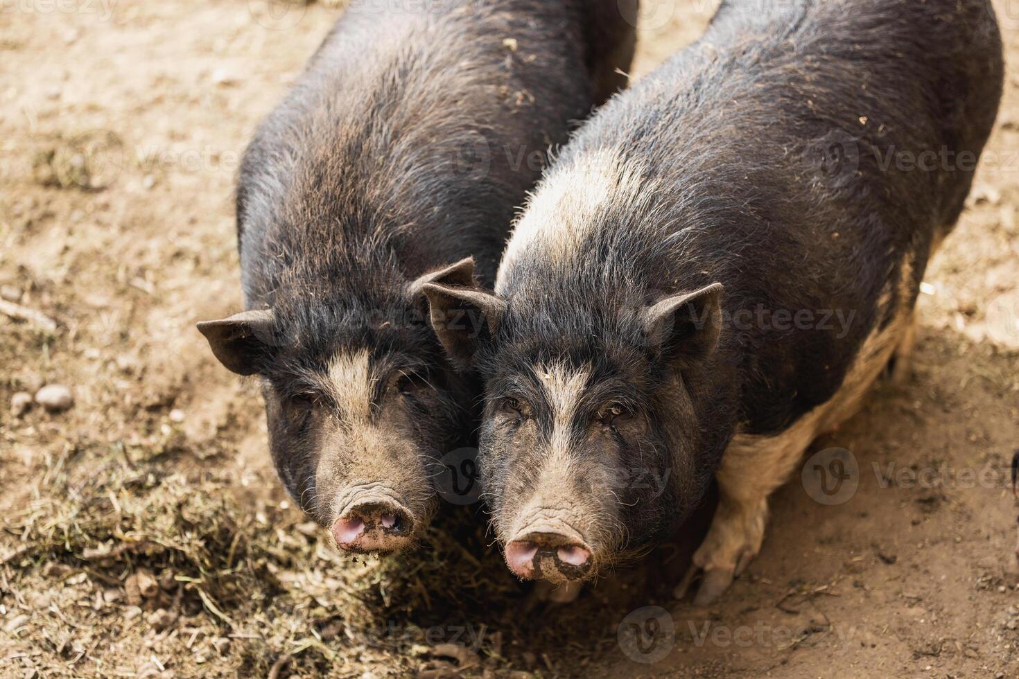 Pig Relatives Stock Photos, Images and Backgrounds for Free Download