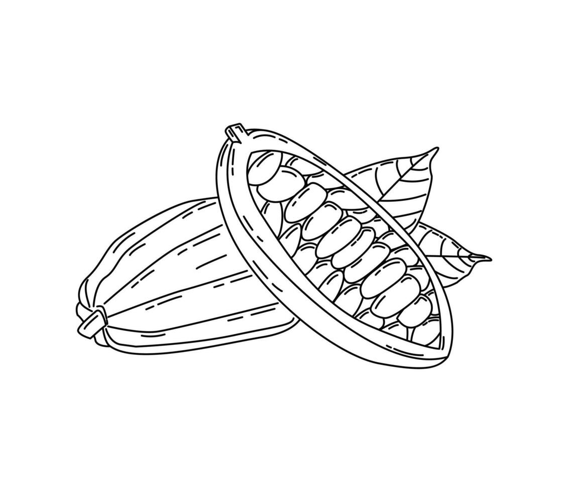 Sketch Illustration Of Cocoa Fruit With Cocoa Leaf Cocoa Drawing
