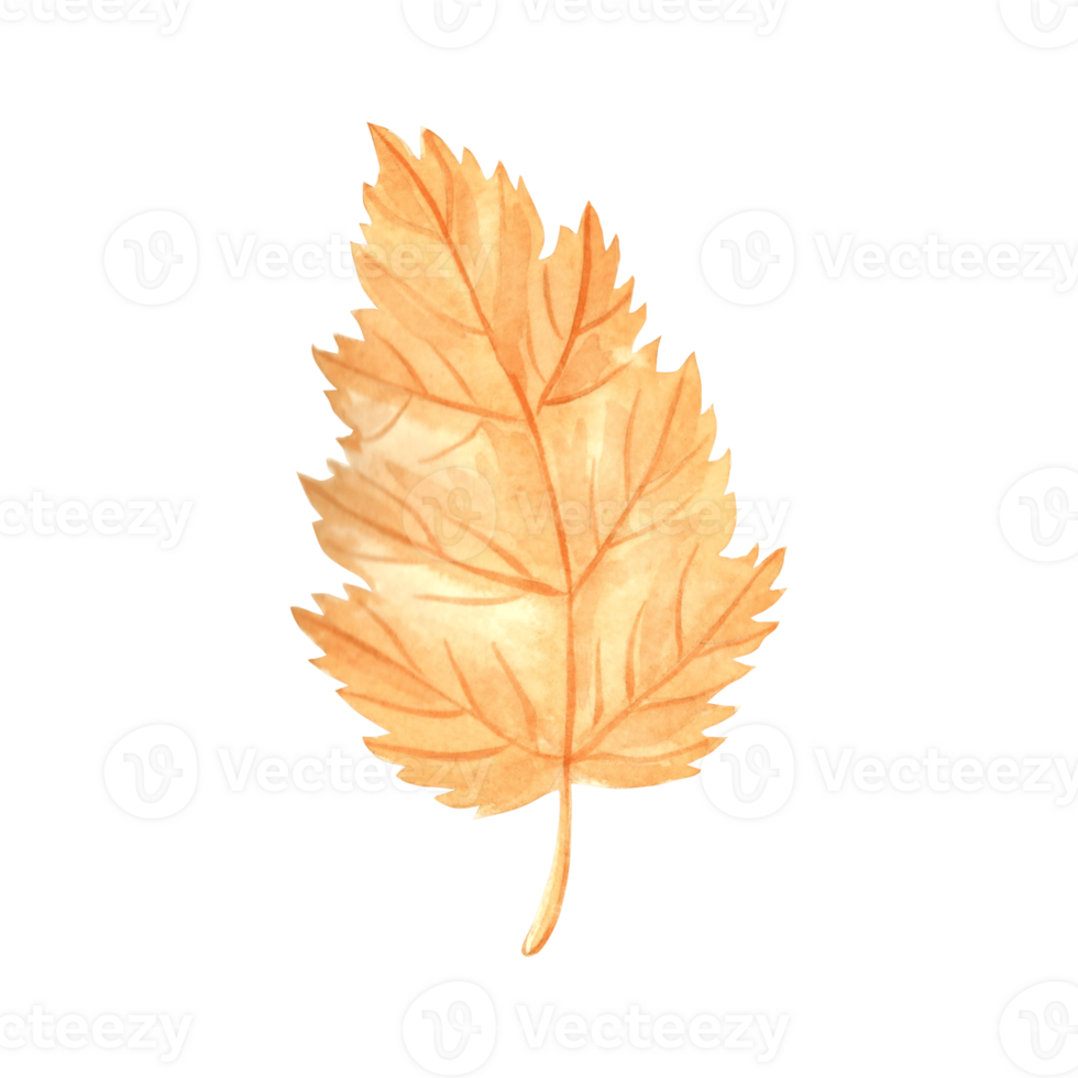 Yellow leaf autumnal. Golden fall tree. Hand drawn watercolor ...