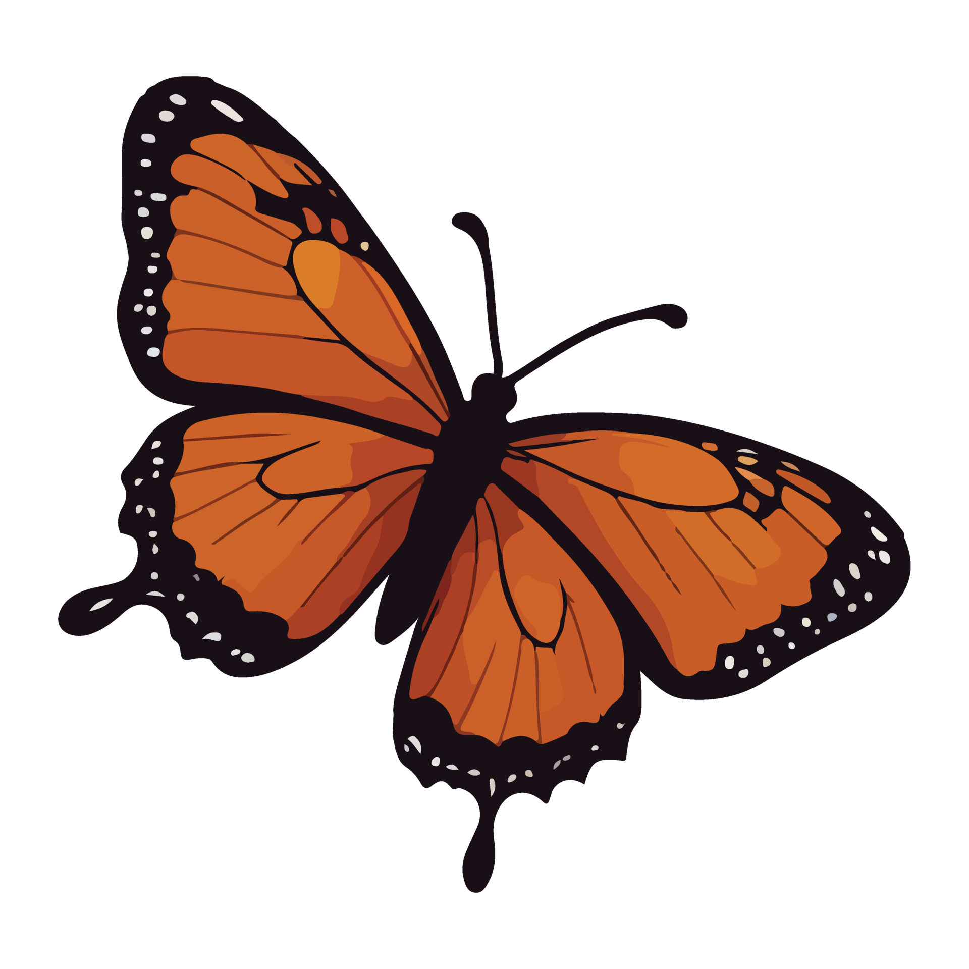 Butterfly animated illustration design images 46380526 PNG Butterfly animated illustration design images 46380526 PNG