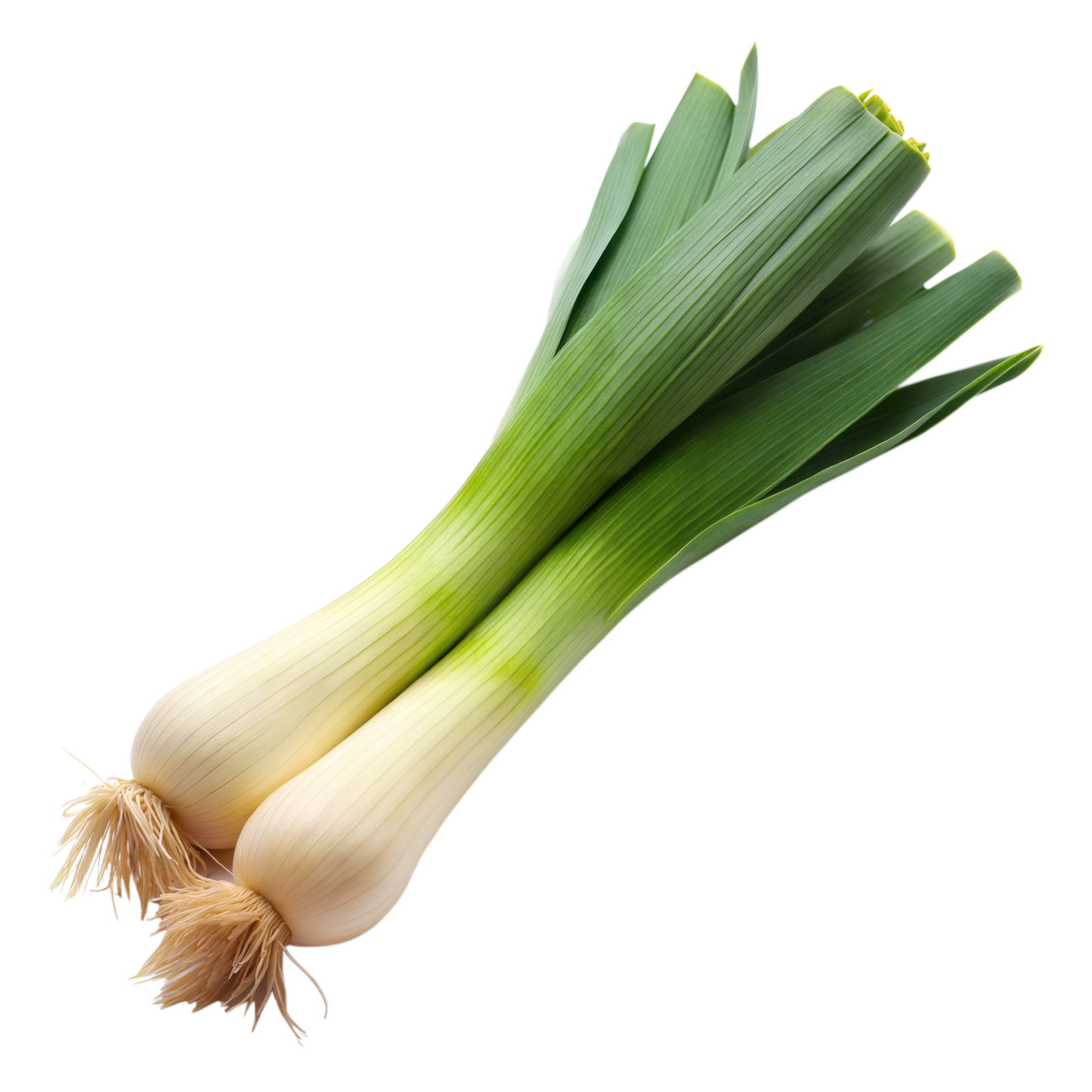 Fresh Green Leeks With White Bulbs and Roots 46395850 PNG Fresh Green Leeks With White Bulbs and Roots 46395850 PNG