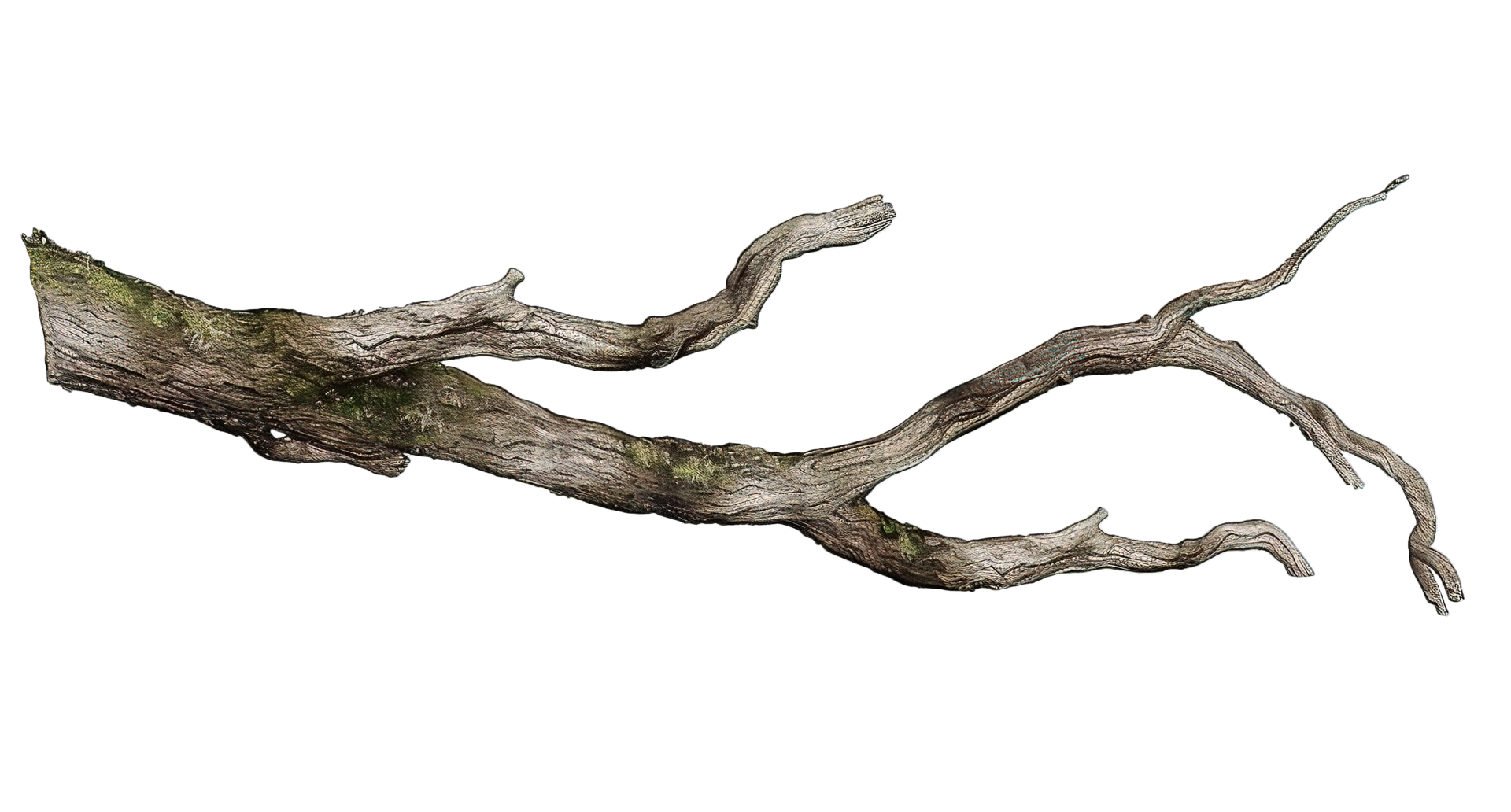 Tree Branch Oak Tree Transparent Background 46396662 PNG