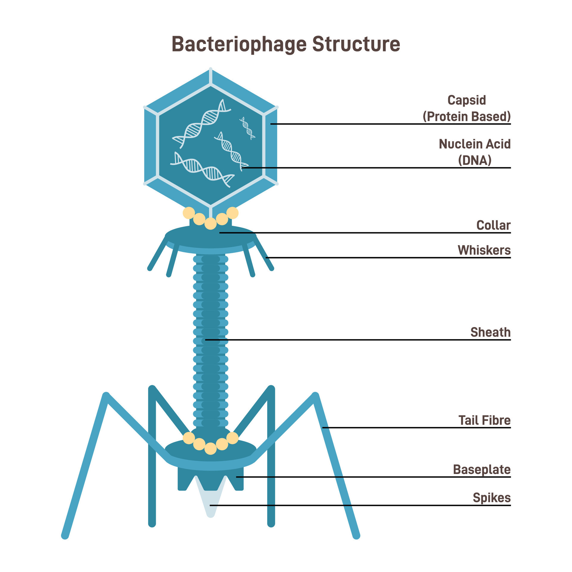 bacteriófago estructura. microscópico modelo de virus infectando un ... bacteriófago estructura. microscópico modelo de virus infectando un ...