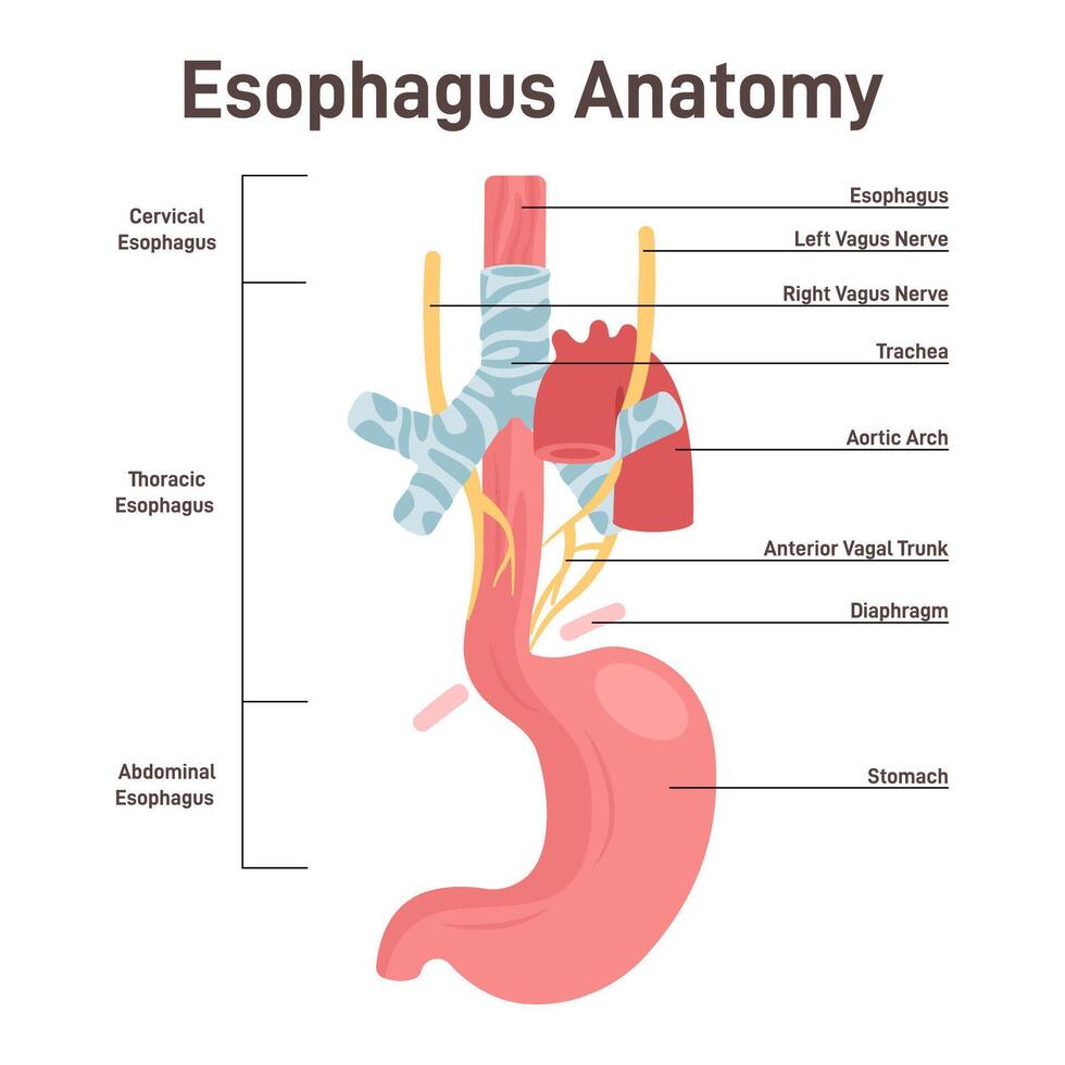 Esophagus Function Vector Art Icons And Graphics For Free Download