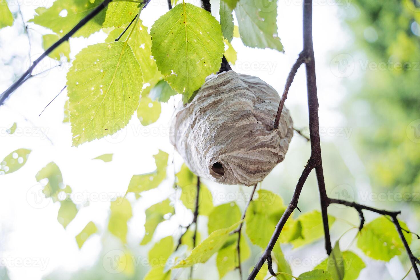 Hornet Nest Stock Photos, Images and Backgrounds for Free Download