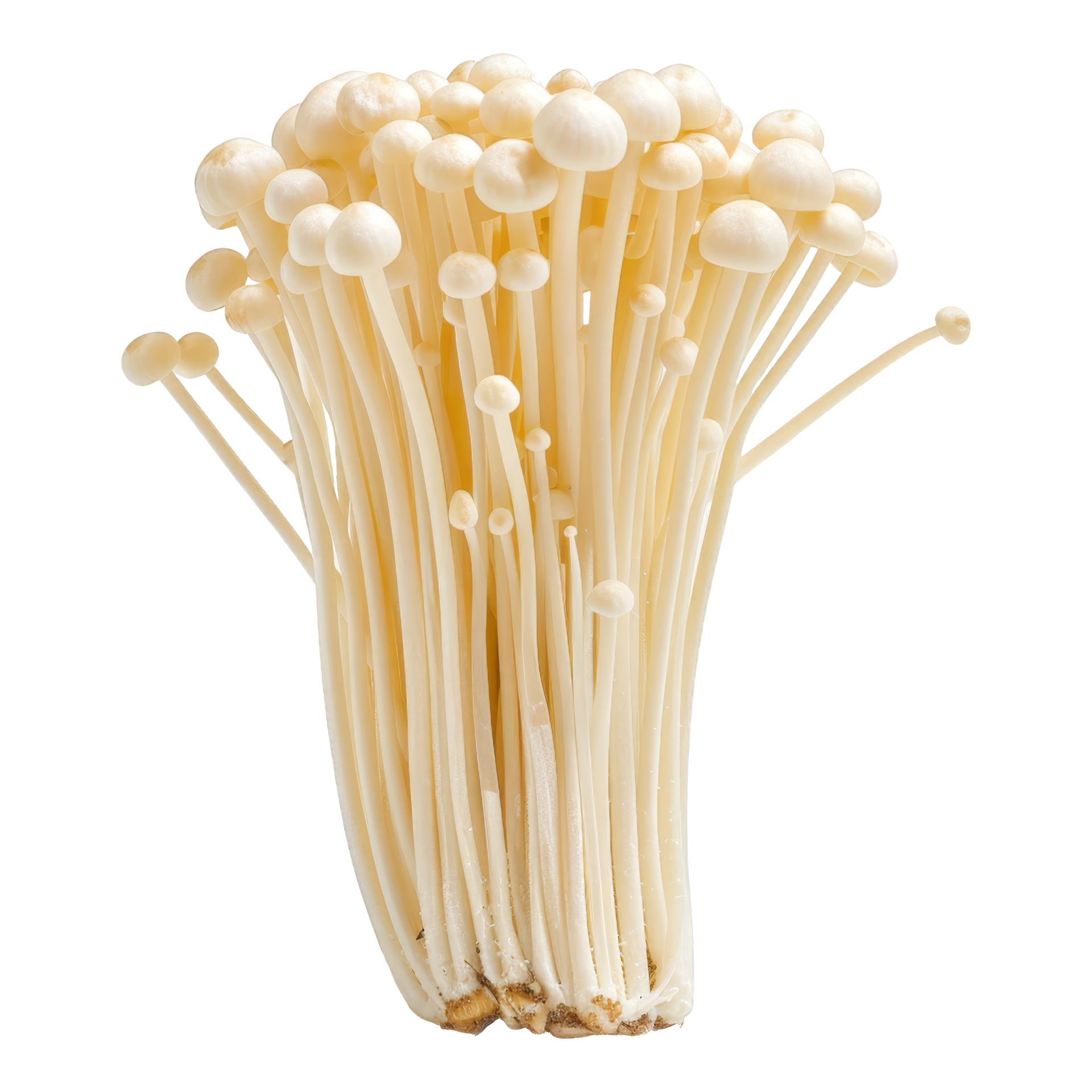 Mushroom Isolated on a Transparent Background 46439243 PNG Mushroom Isolated on a Transparent Background 46439243 PNG