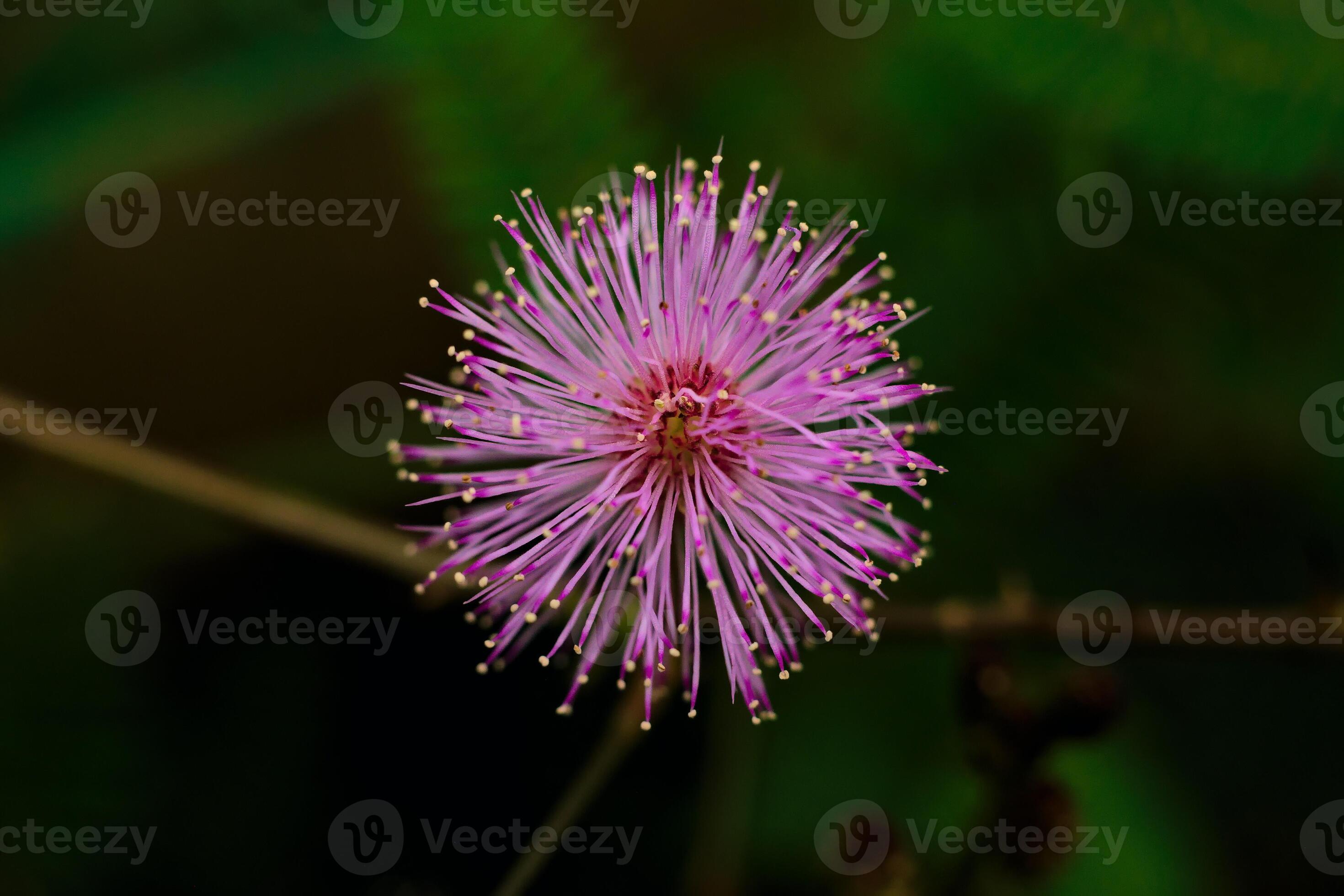 Spiky Purple Flower 46485518 Stock Photo at Vecteezy Spiky Purple Flower 46485518 Stock Photo at Vecteezy