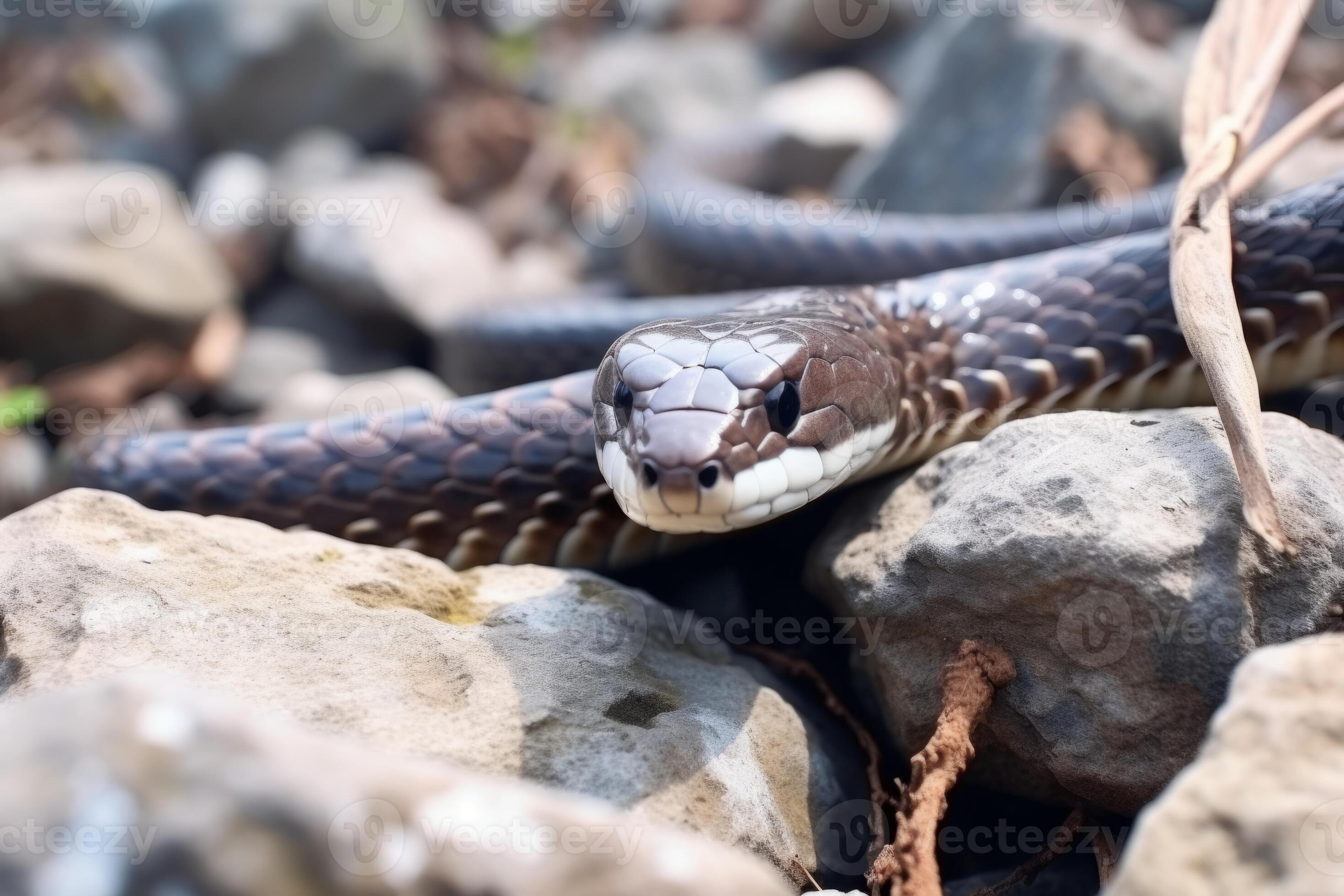 Colorful snake python cobra viper forest hiding waiting for prey ...