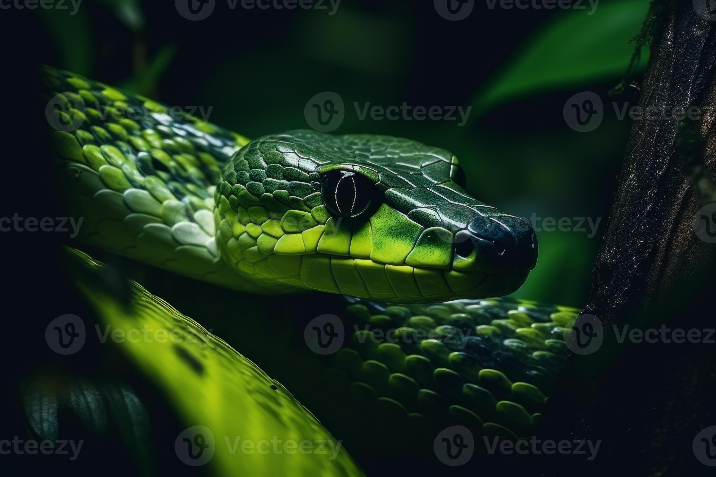 Colorful snake python cobra viper forest hiding waiting for prey ...