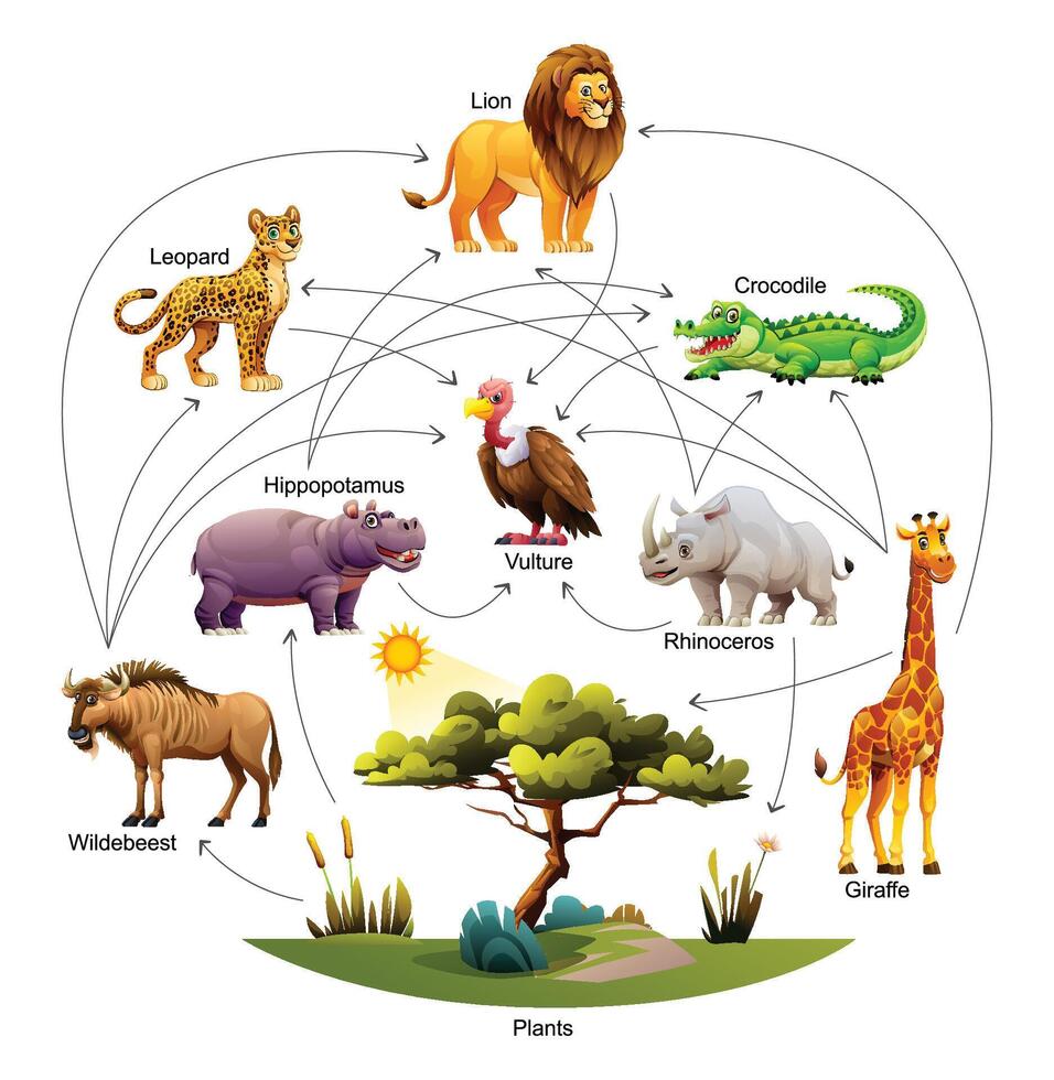 Food web ecosystem of African animals cartoon illustration 46551512 ...