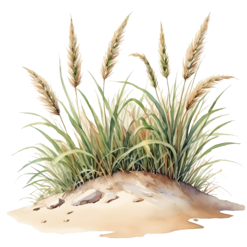 Watercolor Summer Grass 46585676 Png
