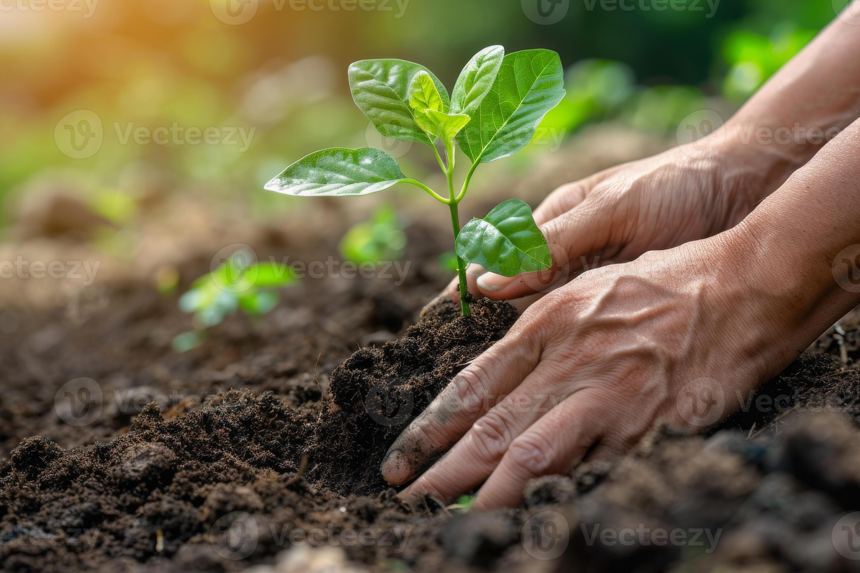 Hands planting a young tree sapling in fertile soil, symbolizing reforestation efforts 46605032 ...