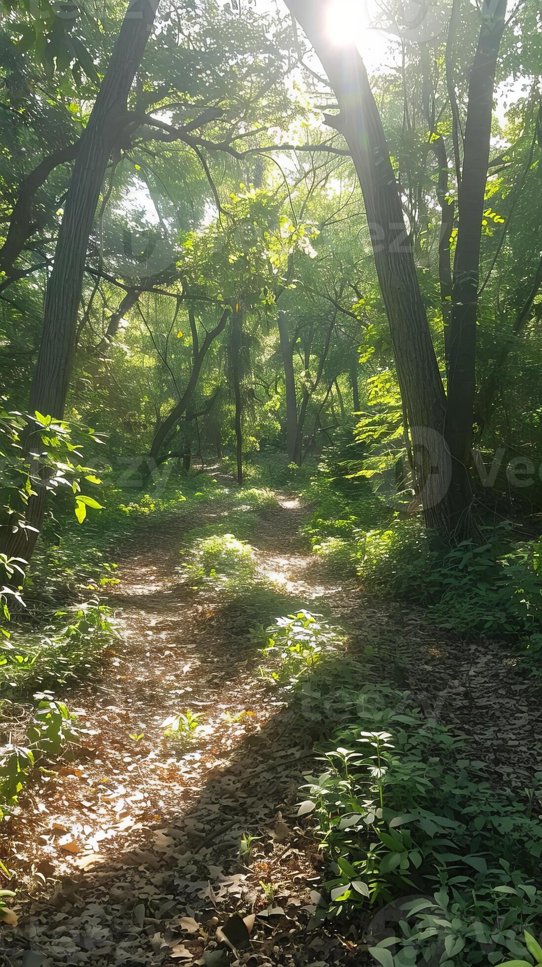 Sun-dappled forest paths inviting exploration 46606558 Stock Photo at Vecteezy