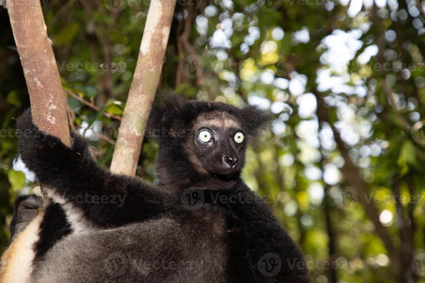 Lemur Indri indri, babakoto largest lemur from Madagascar 46618901 Stock Photo at Vecteezy