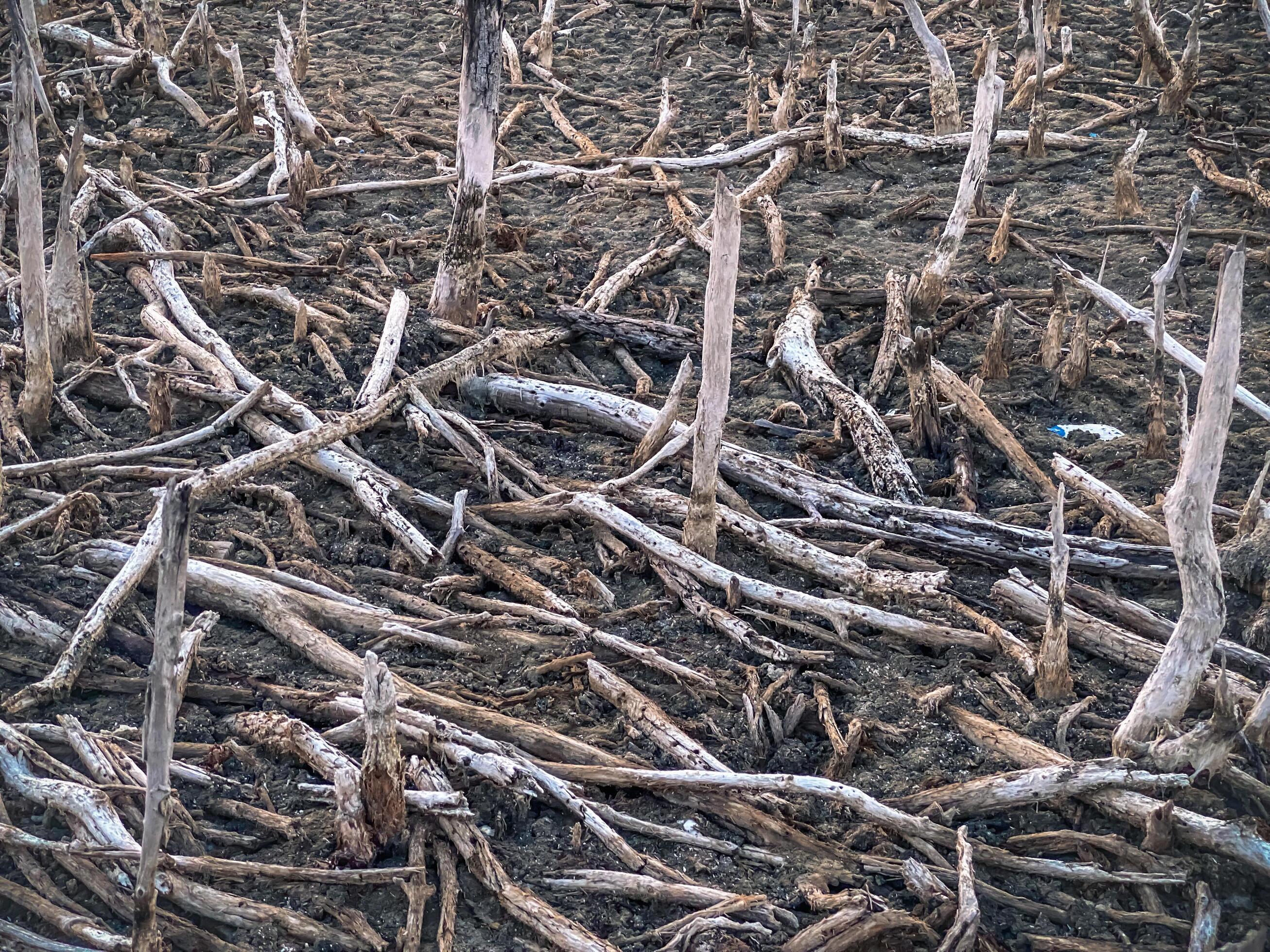 Destroyed mangrove forest scenery, Mangrove forests are destroyed and ... Destroyed mangrove forest scenery, Mangrove forests are destroyed and ...