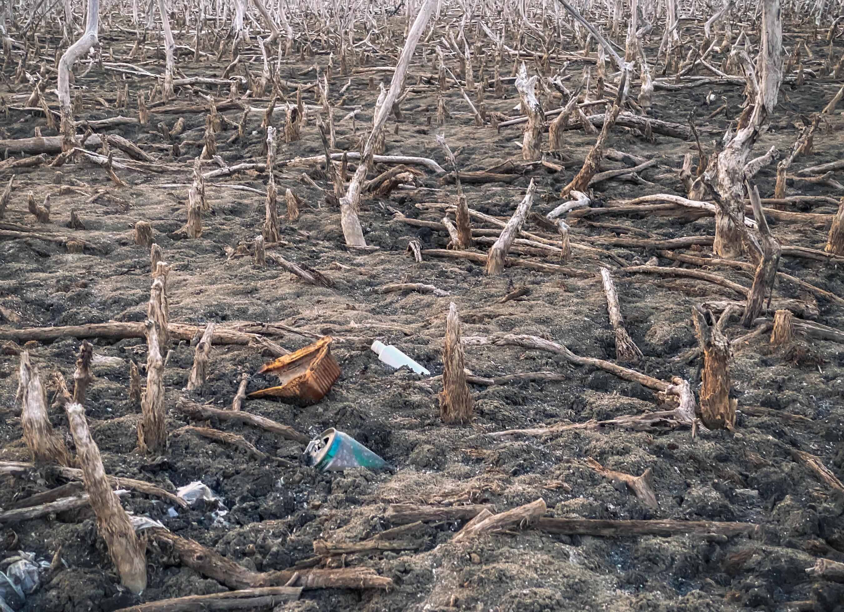Destroyed mangrove forest scenery, Mangrove forests are destroyed and ... Destroyed mangrove forest scenery, Mangrove forests are destroyed and ...