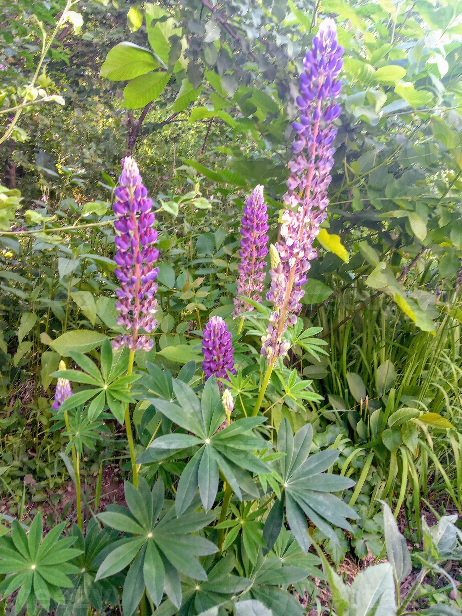Lupinus polyphyllus violet flower in the forest 46630069 Stock Photo at Vecteezy