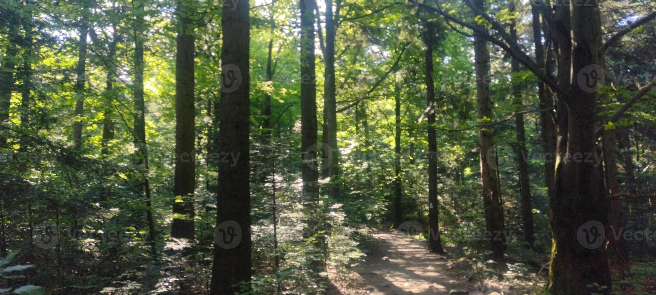A forest with many trees and a clear blue sky. The trees are tall and ...