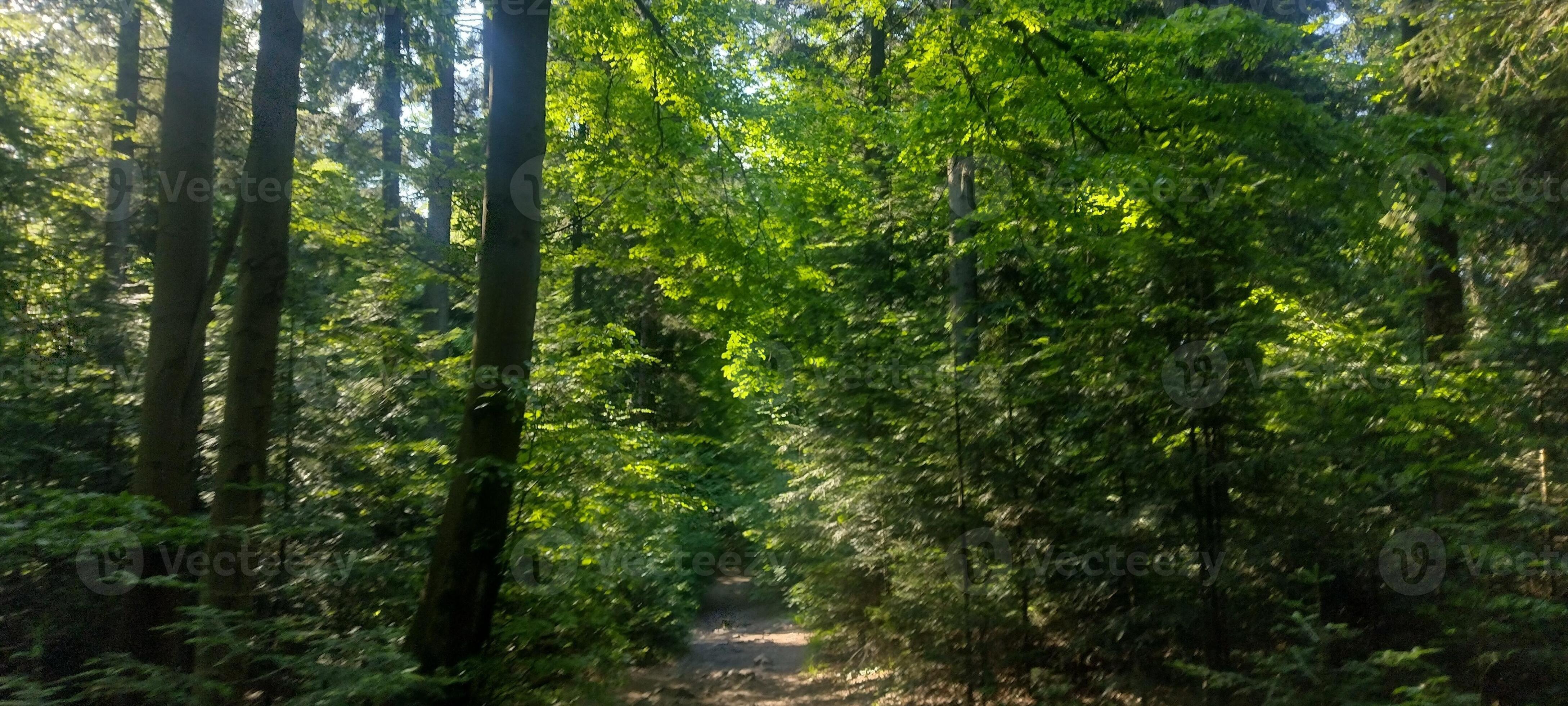 A forest with many trees and a clear blue sky. The trees are tall and ...