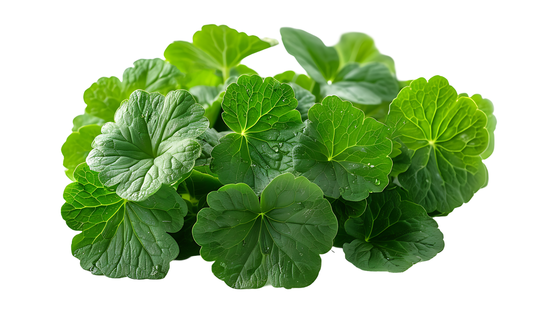 Fresh gotu kola leaves on a transparent background 46635304 PNG