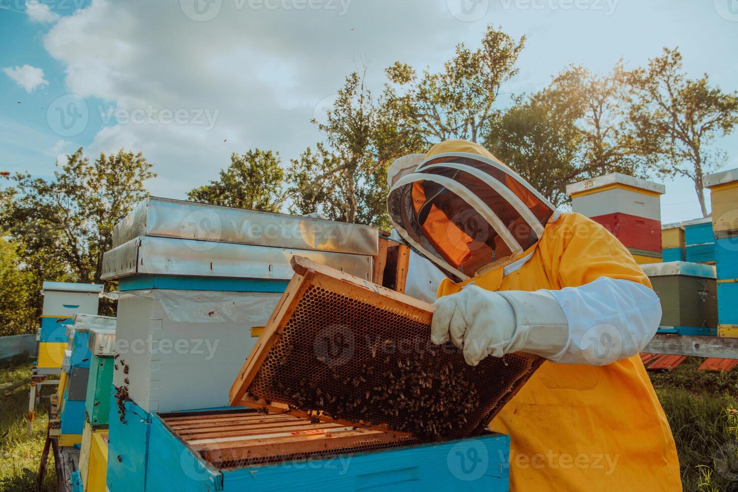 apicultor comprobación miel en el Colmena marco en el campo. pequeño negocio propietario en ...