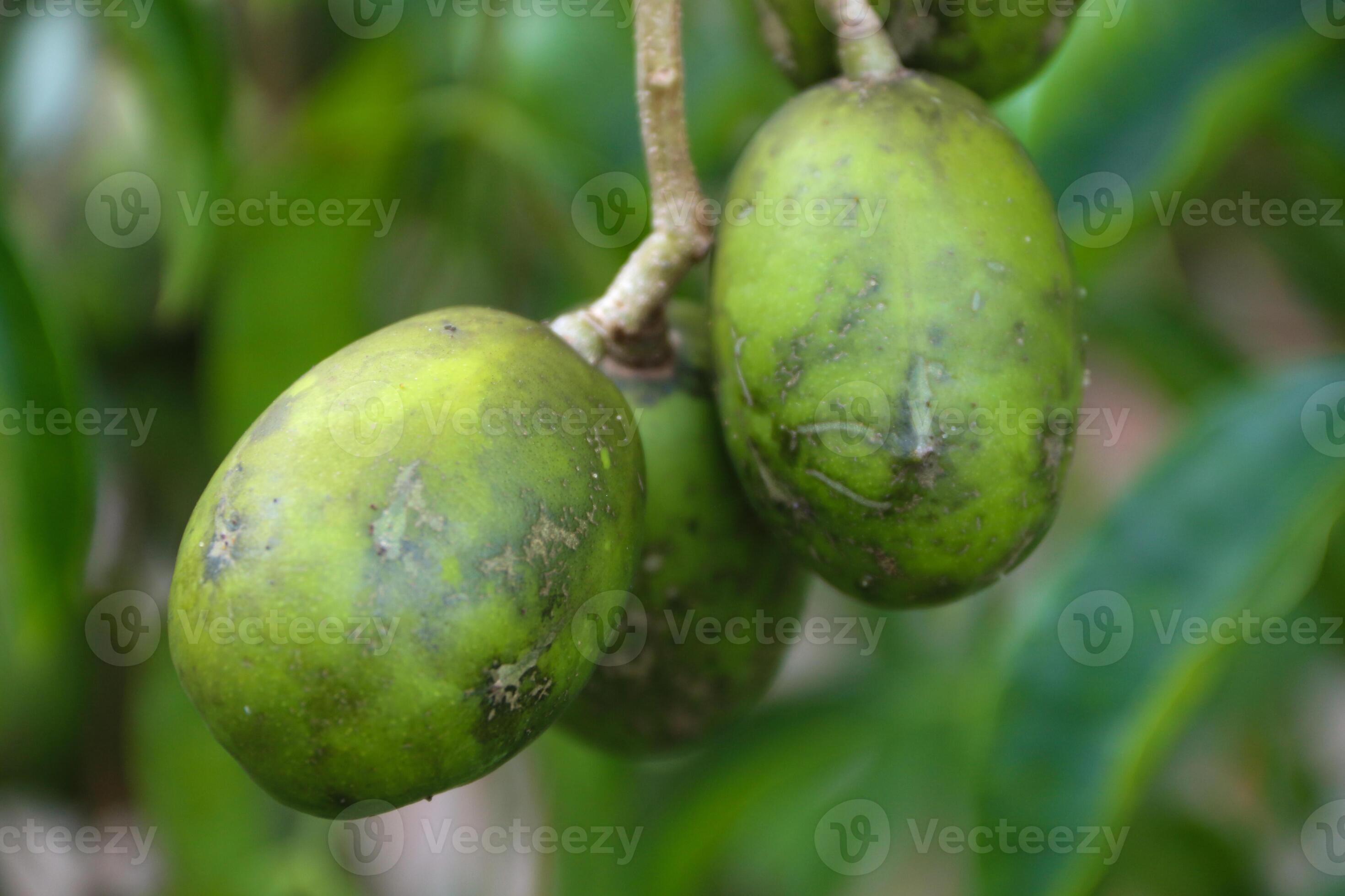 kedondong fruit on the tree. fruiting kedondong tree seeds. ambarella ... kedondong fruit on the tree. fruiting kedondong tree seeds. ambarella ...