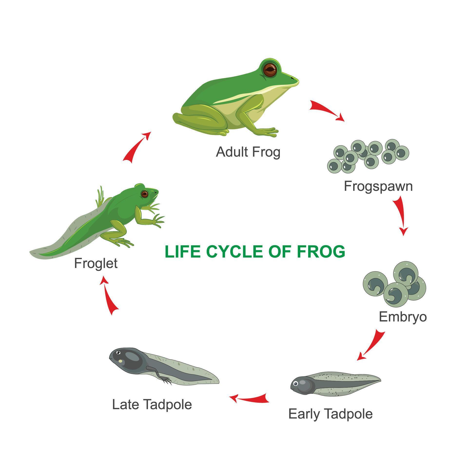 Life Cycle Of A Frog Amphibian Reproduction Lifecycle Frogs Grow Development Stages