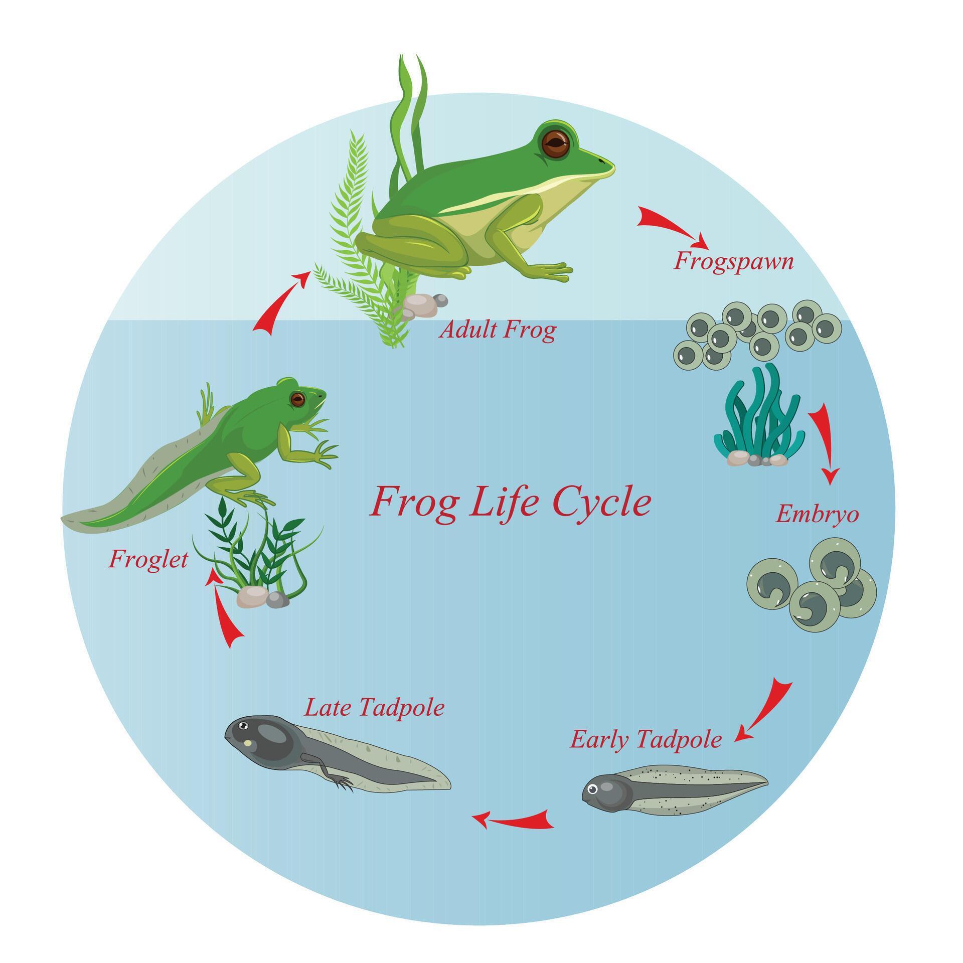 Life cycle of a frog. Amphibian reproduction. Lifecycle Frogs. Grow development stages ...