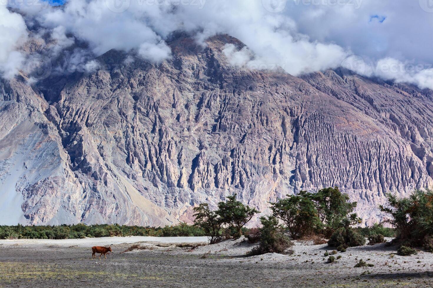 Nubra valley, Ladakh, India 46708139 Stock Photo at Vecteezy