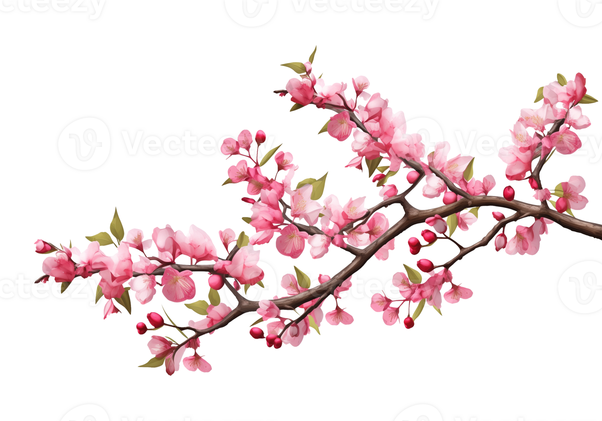Cherry Blossom Tree Branch Isolated on Transparent Background 46710078 PNG