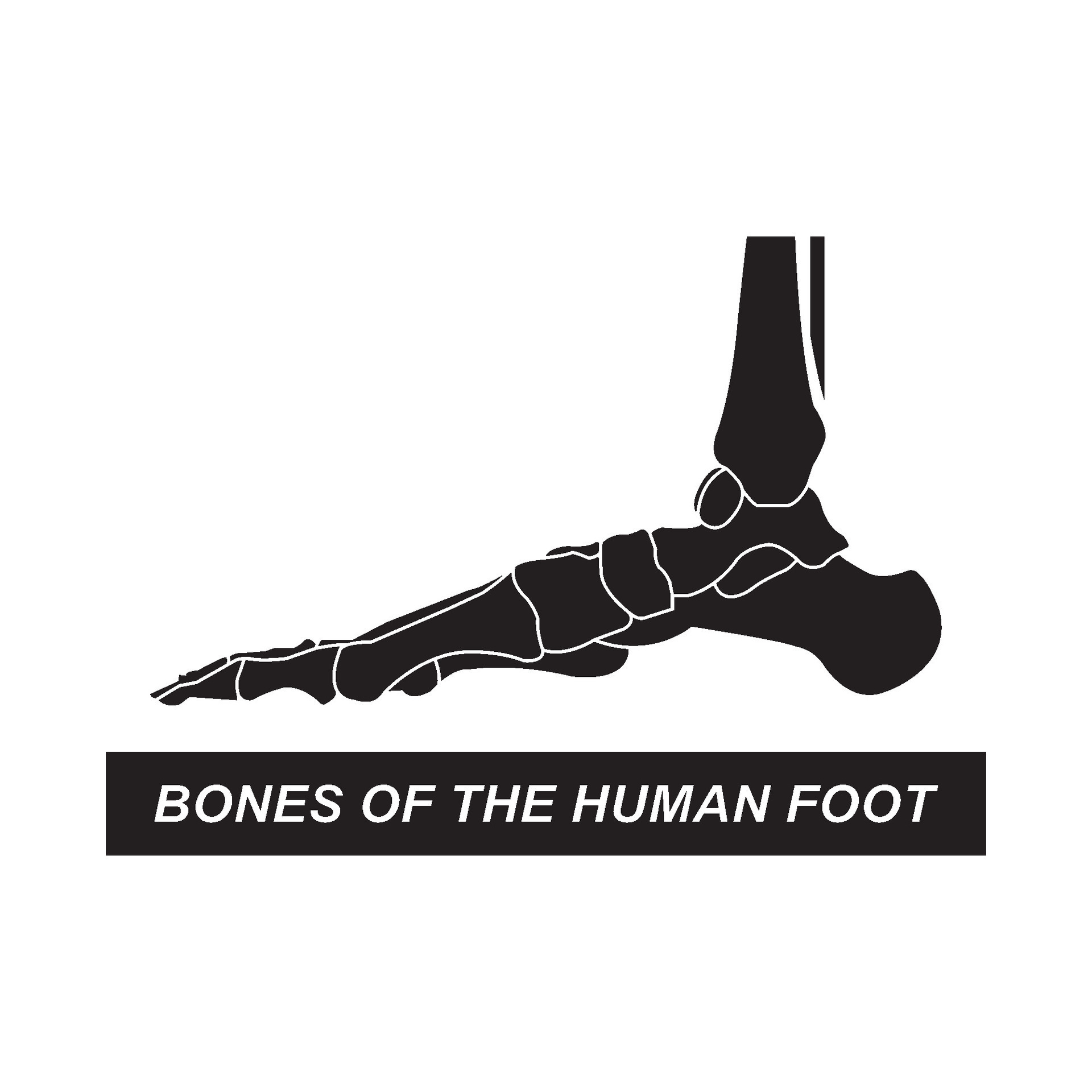 Human Leg Bones Icon 46750266 Vector Art At Vecteezy