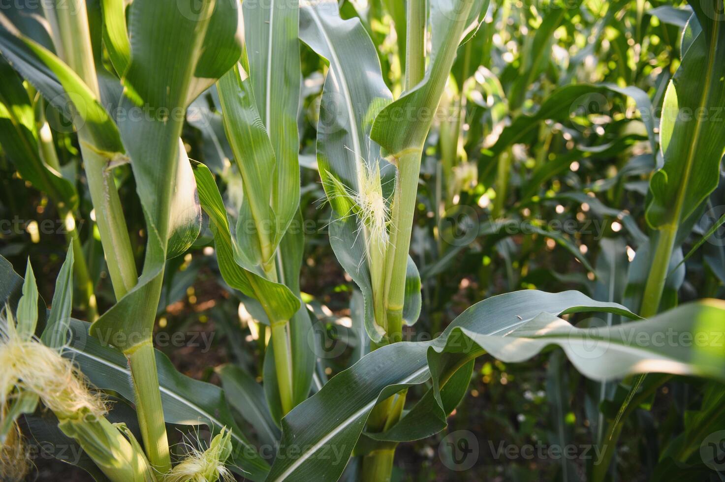 Maize Crop Stock Photos, Images and Backgrounds for Free Download
