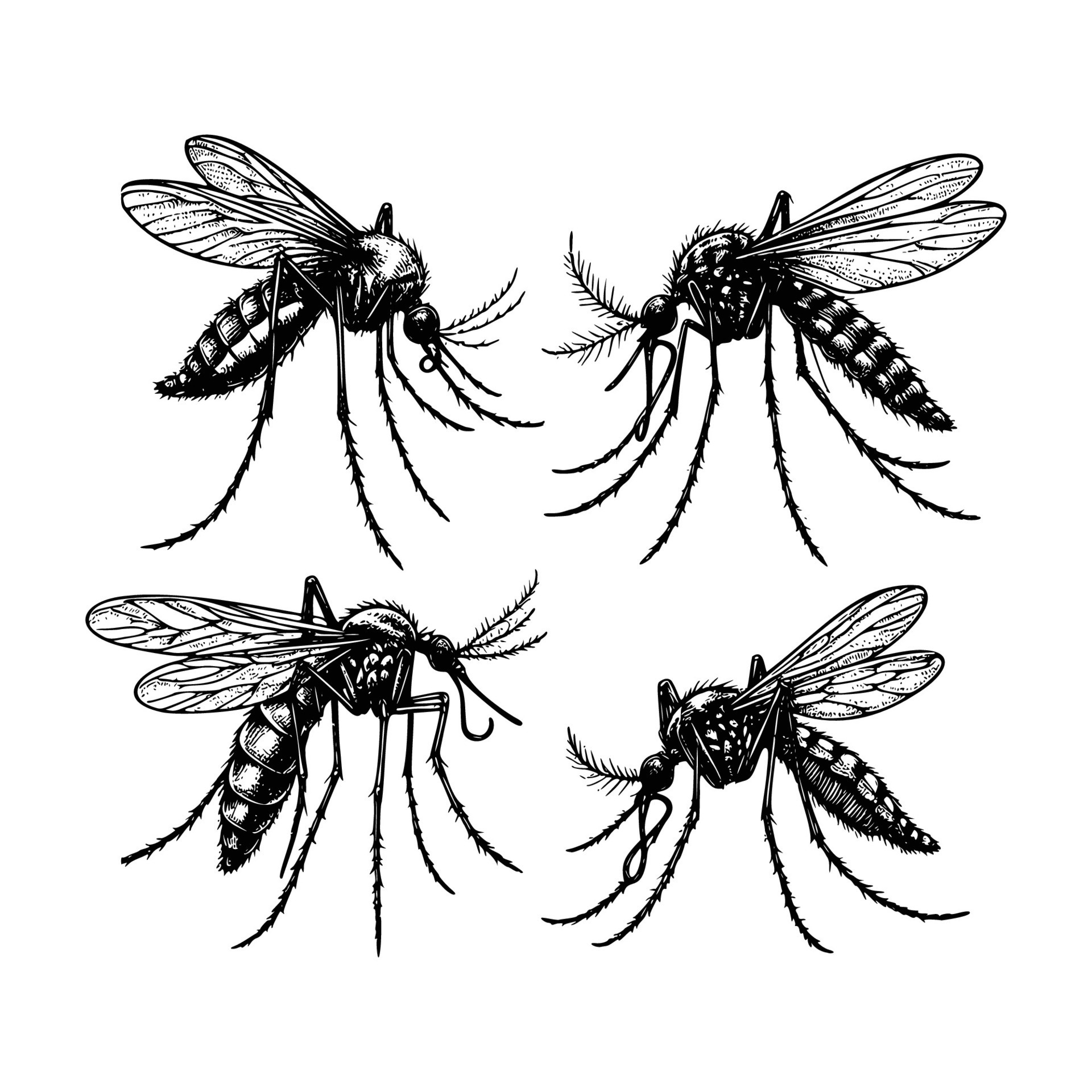 Vintage engraving isolated mosquito set ink sketch. black and white ... Vintage engraving isolated mosquito set ink sketch. black and white ...