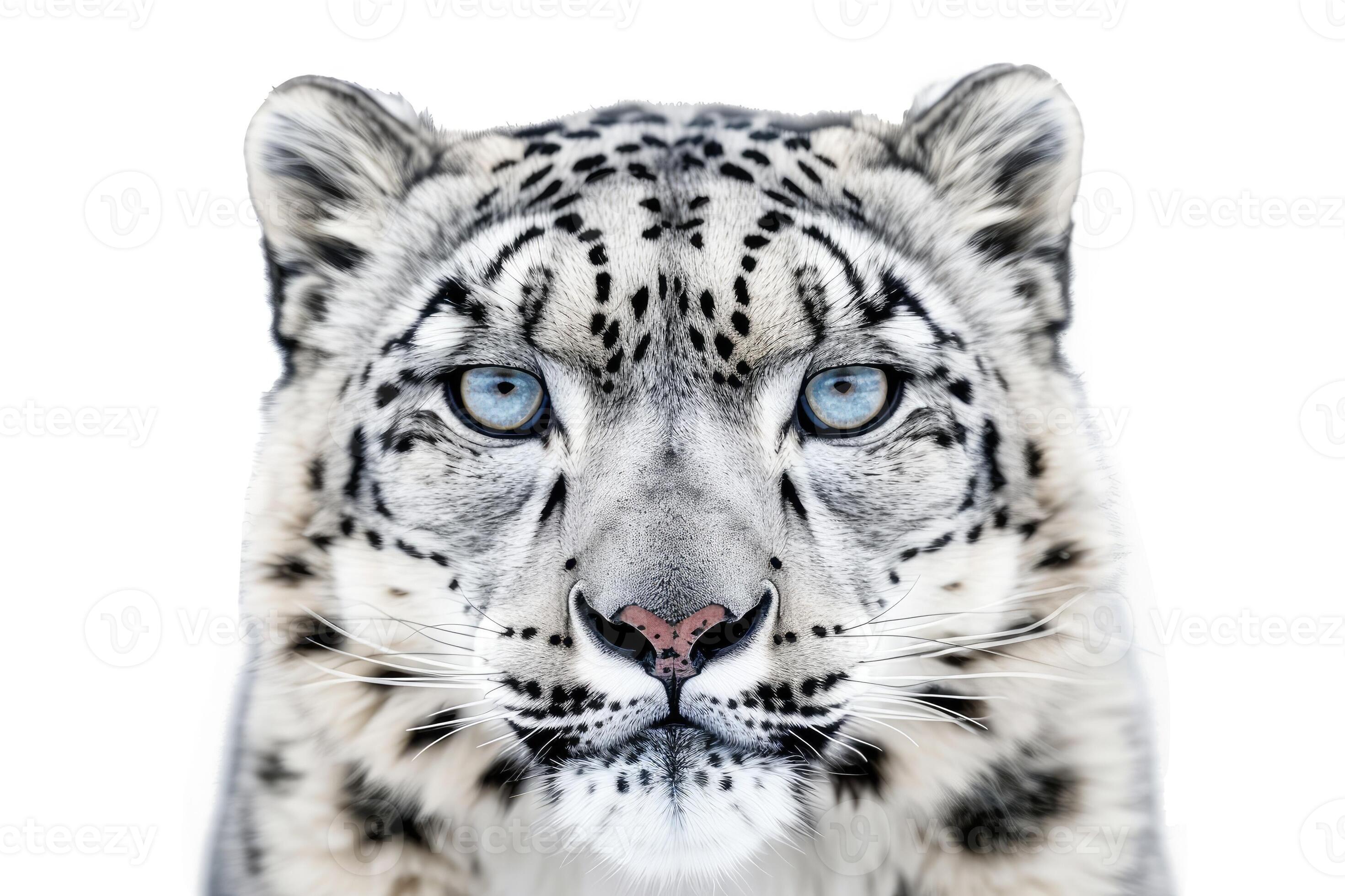 Face portrait of snow leopard - Irbis isolated on white background 46811365 Stock Photo at Vecteezy