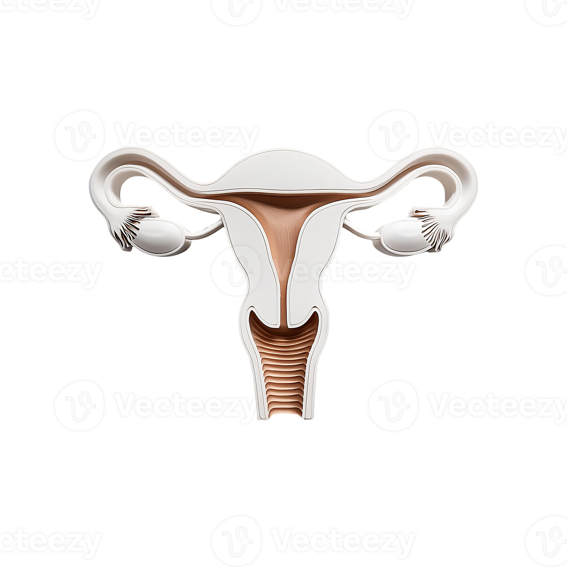 Human Male Reproductive System Medical Icon Symbol Isolated On