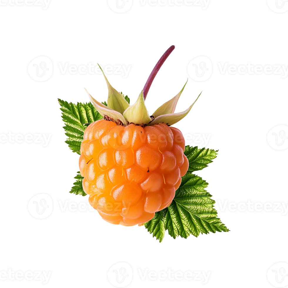 Cloudberry isolated on transparent background 46824804 PNG