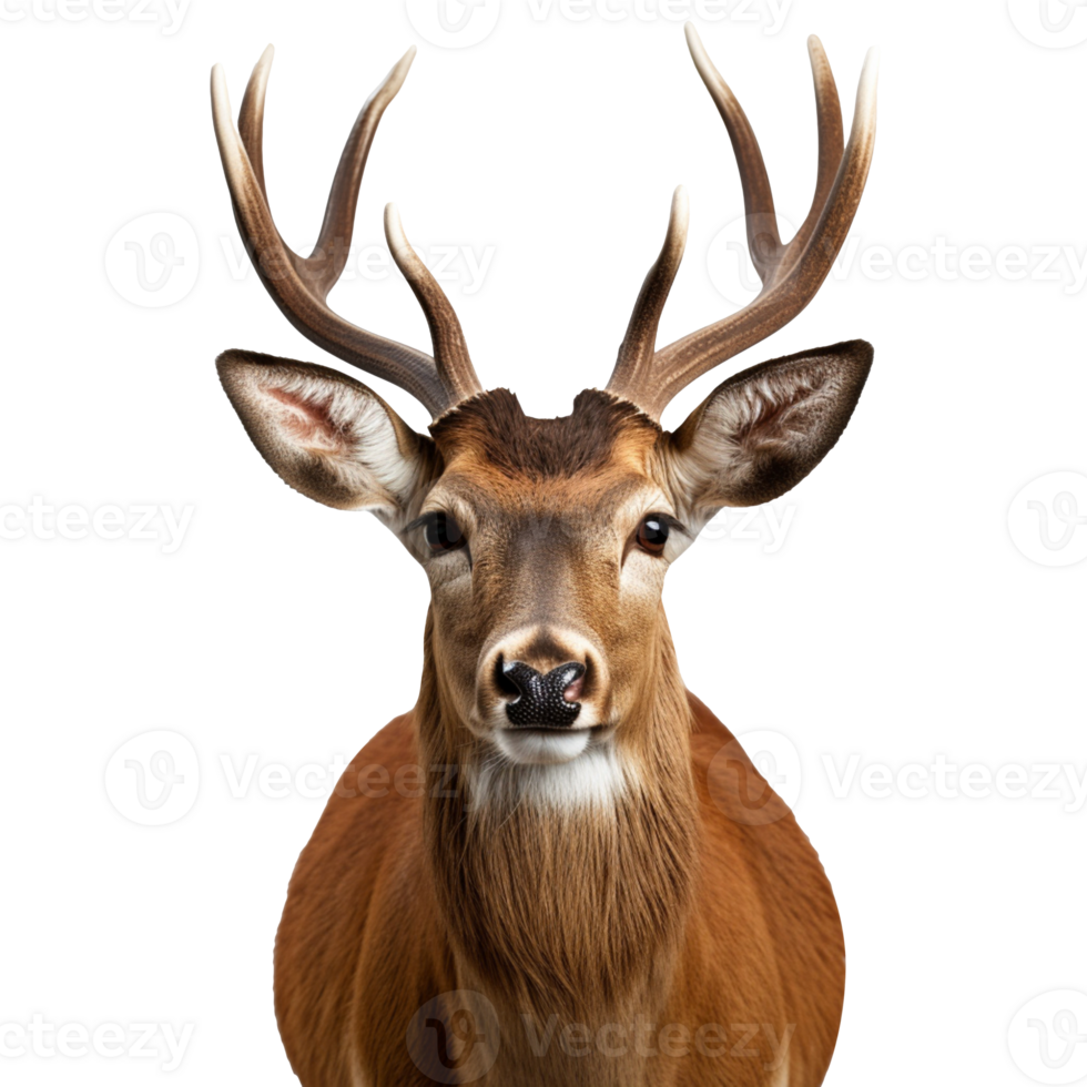 Deer head with horns close up isolated on transparent background 46828246 PNG