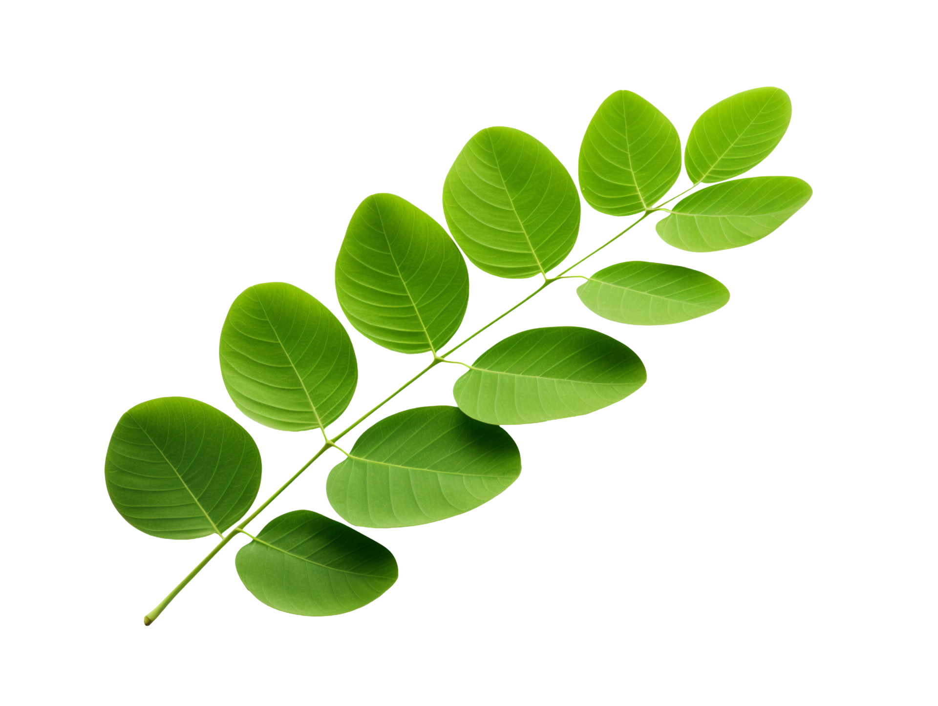 Moringa leaf isolated on transparent background 46829275 PNG