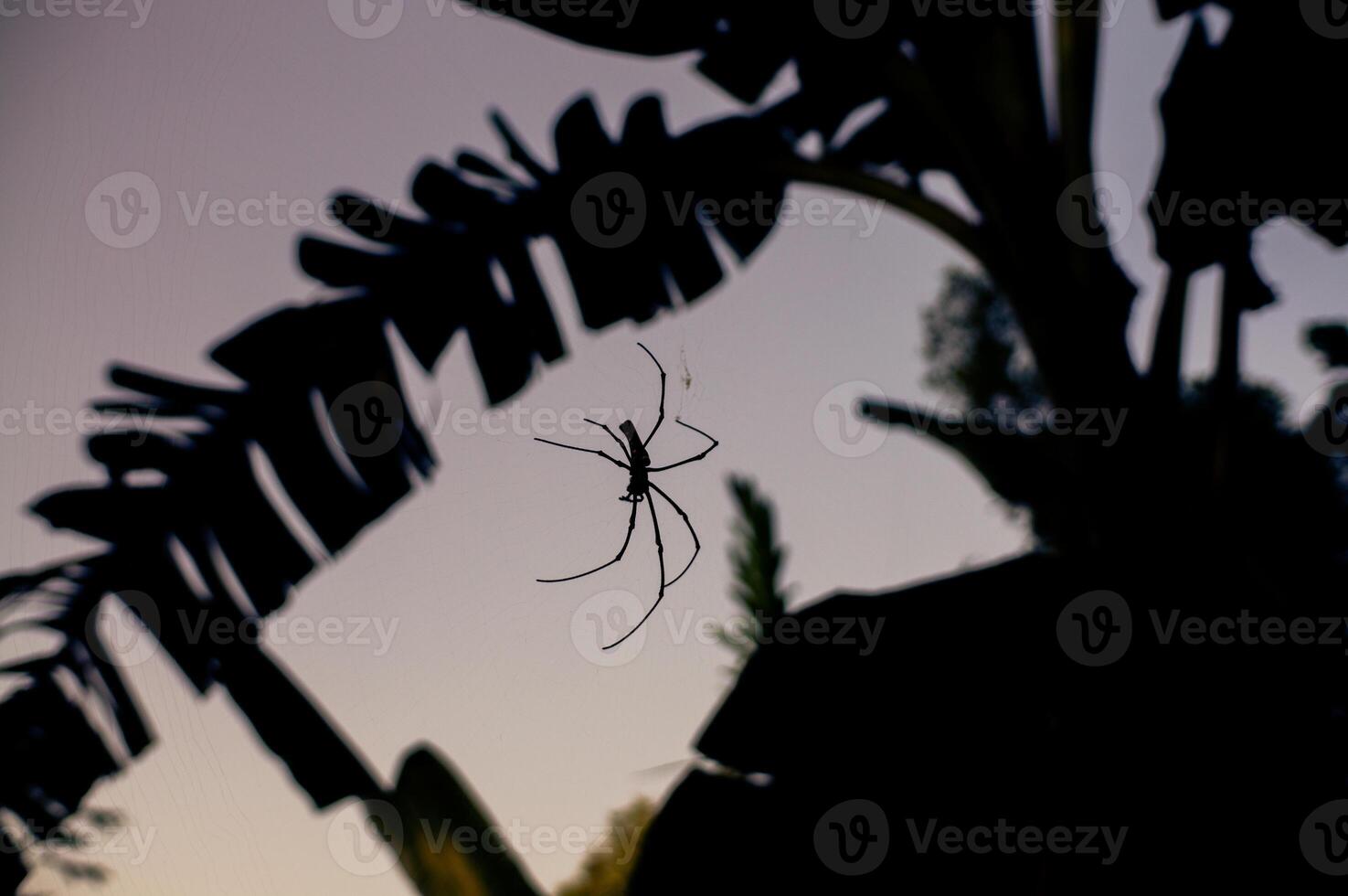 Spiders Hanging From Their Webs 46853317 Stock Photo At Vecteezy