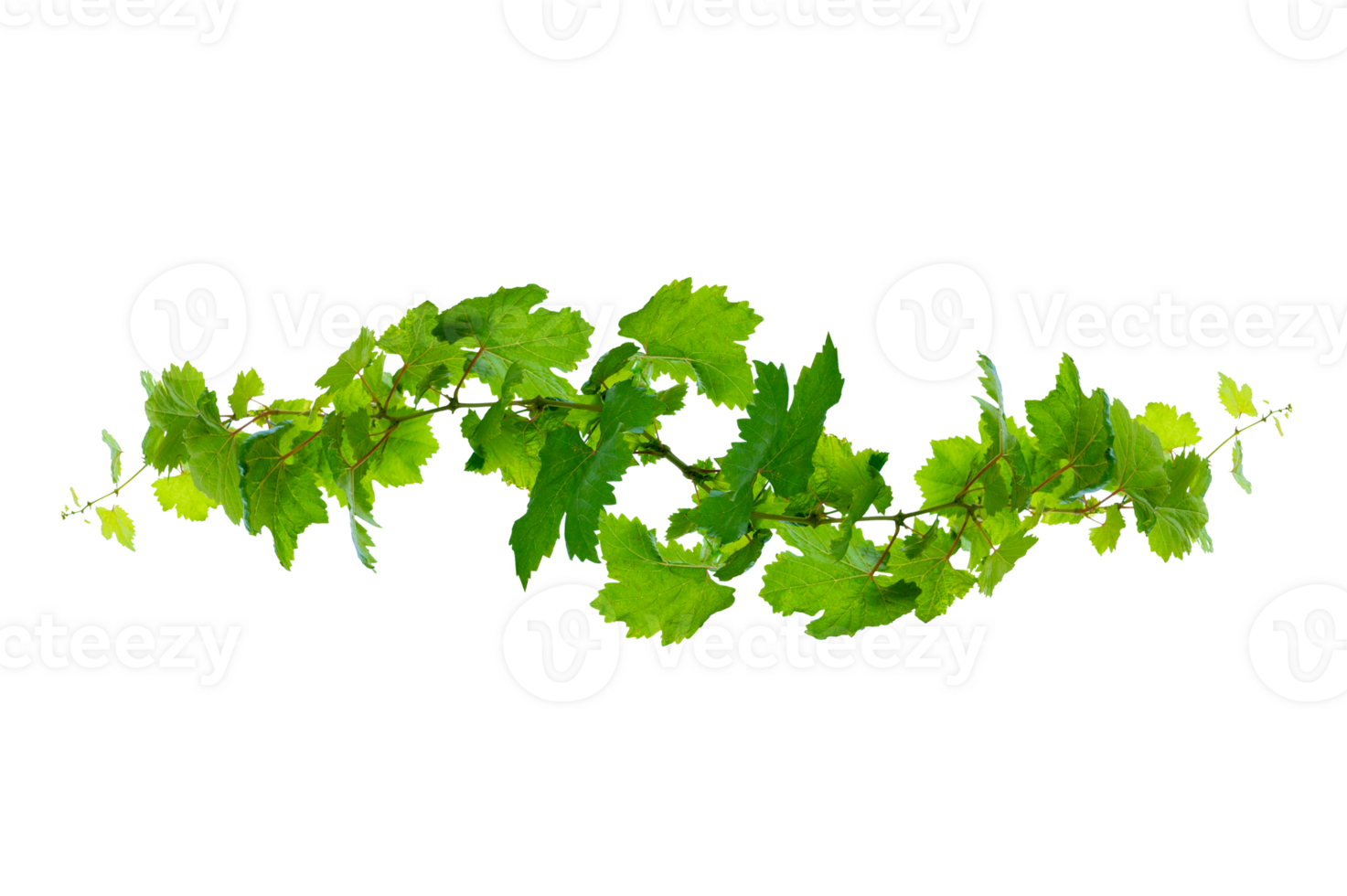 leaf vine Isolate on transparent background file 46853712 PNG leaf vine Isolate on transparent background file 46853712 PNG