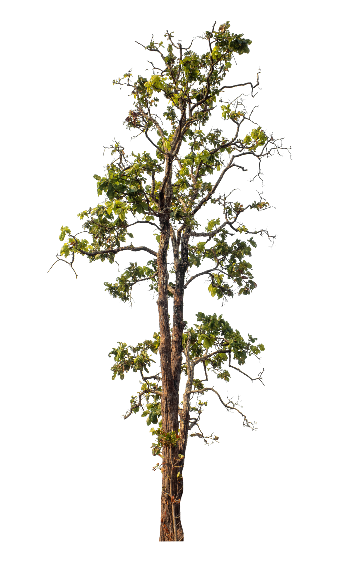 tree isolated on transparent background 46860742 PNG