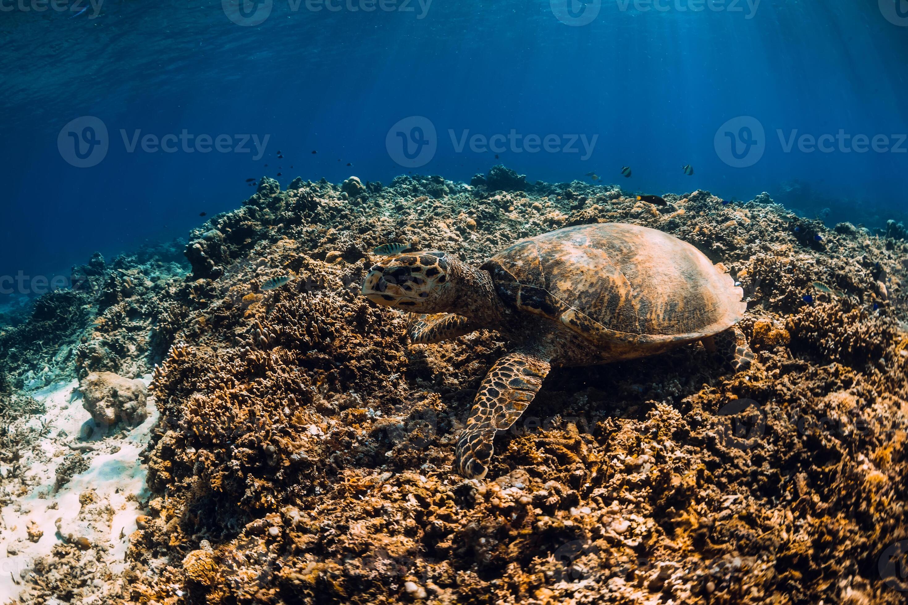 Sea Turtle Glides In Blue Ocean Turtle Swim Underwater Sea 46883083