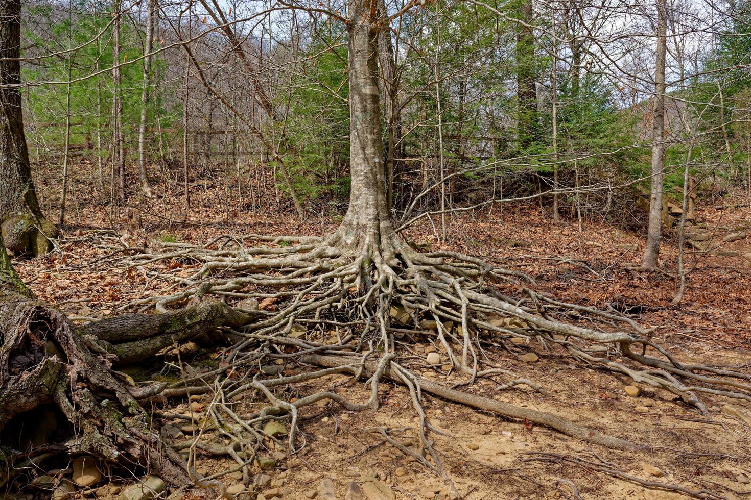 Hardwood Roots Stock Photos, Images and Backgrounds for Free Download