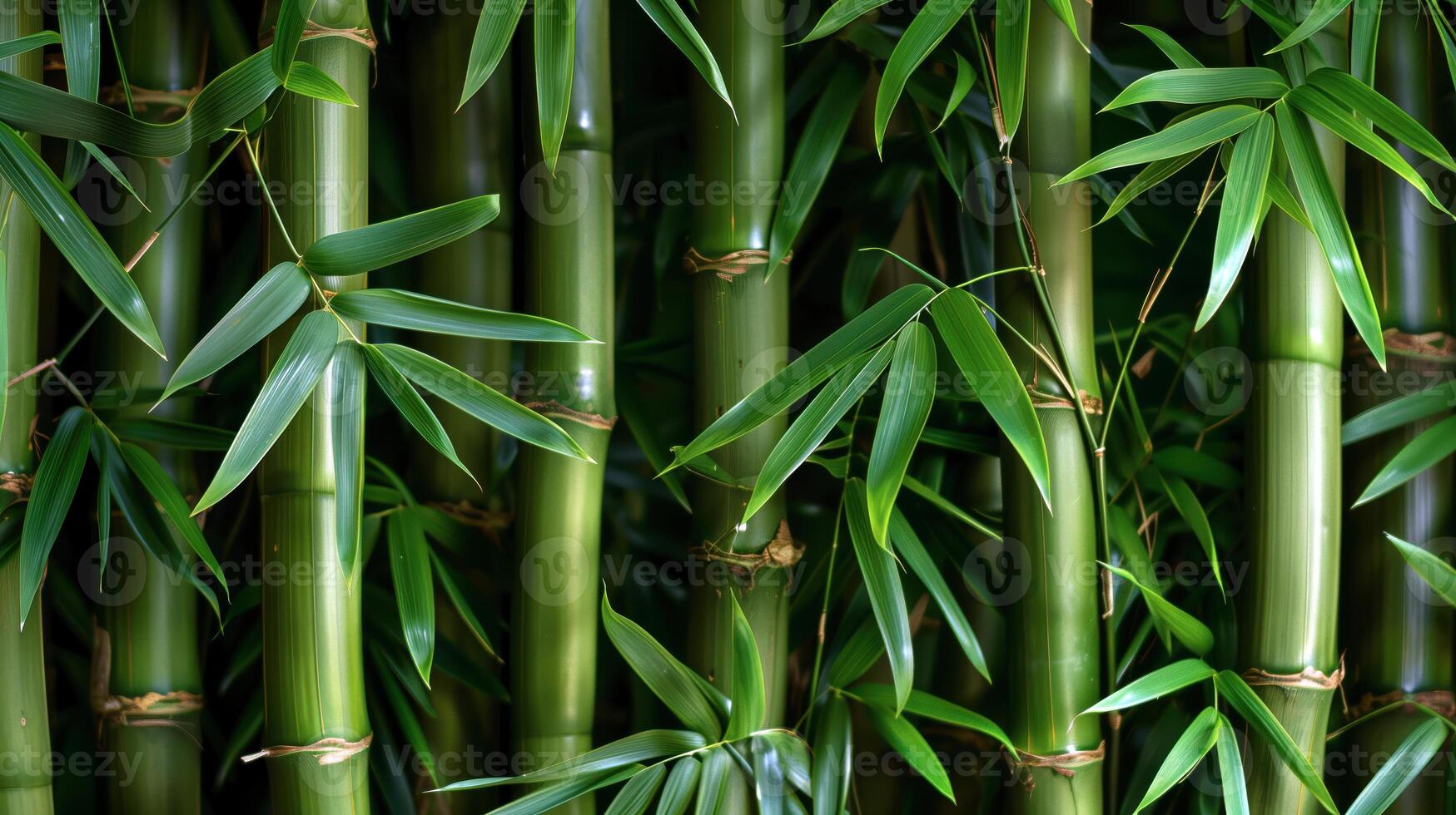 Bamboo background store