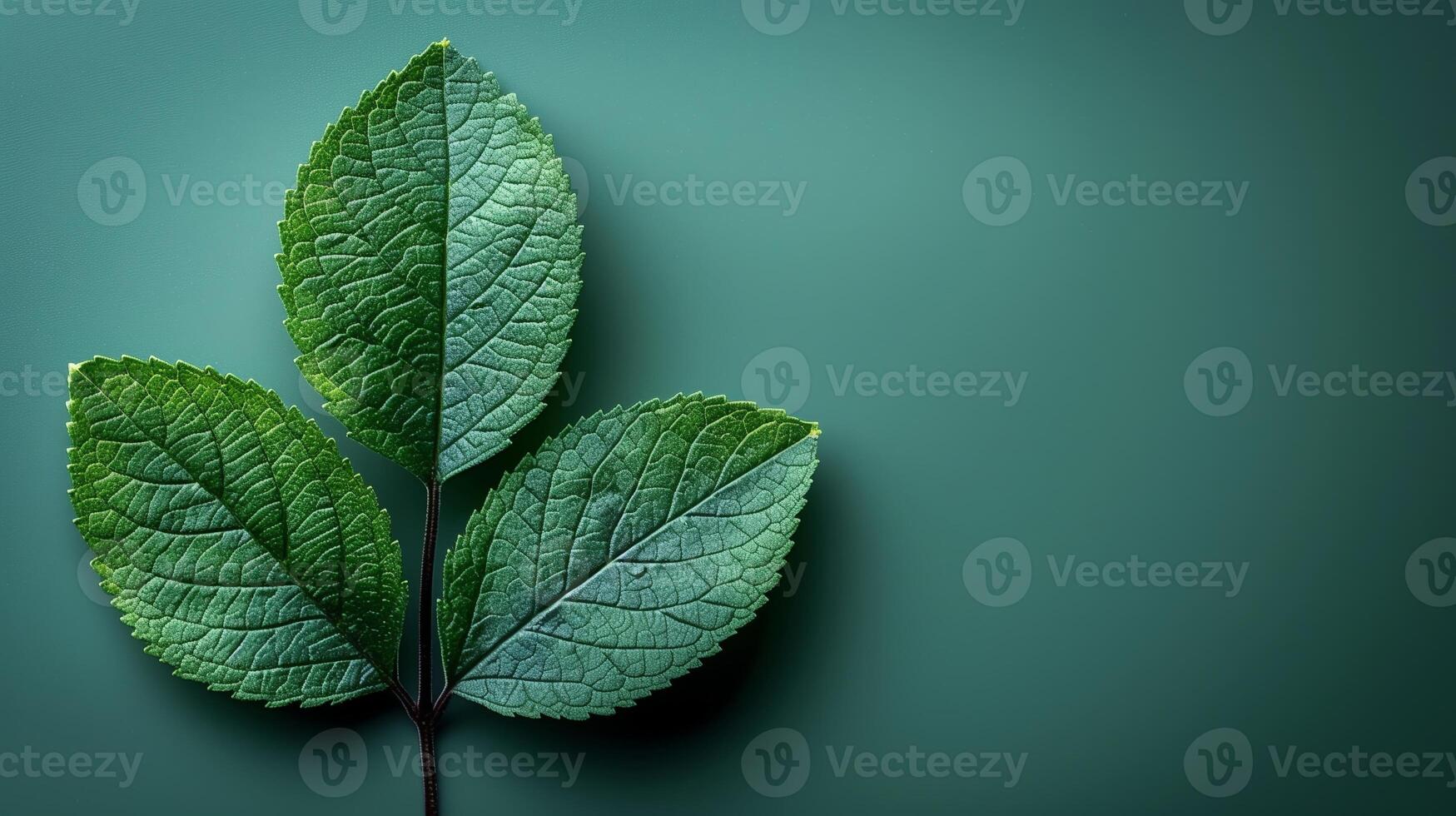 Mongodb Stock Photos, Images and Backgrounds for Free Download