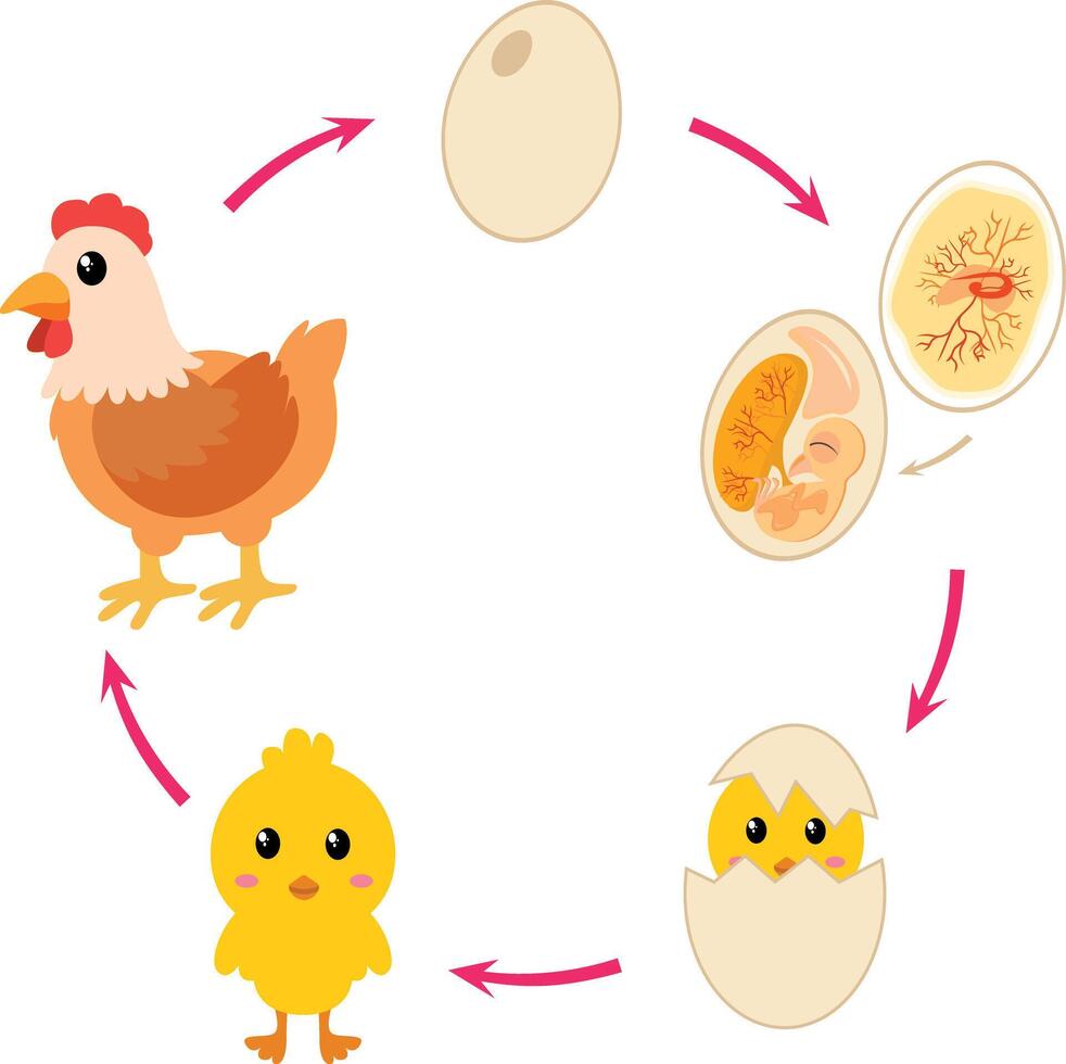 Chicken Life Cycle Science Illustration 47019305 Vector Art At Vecteezy