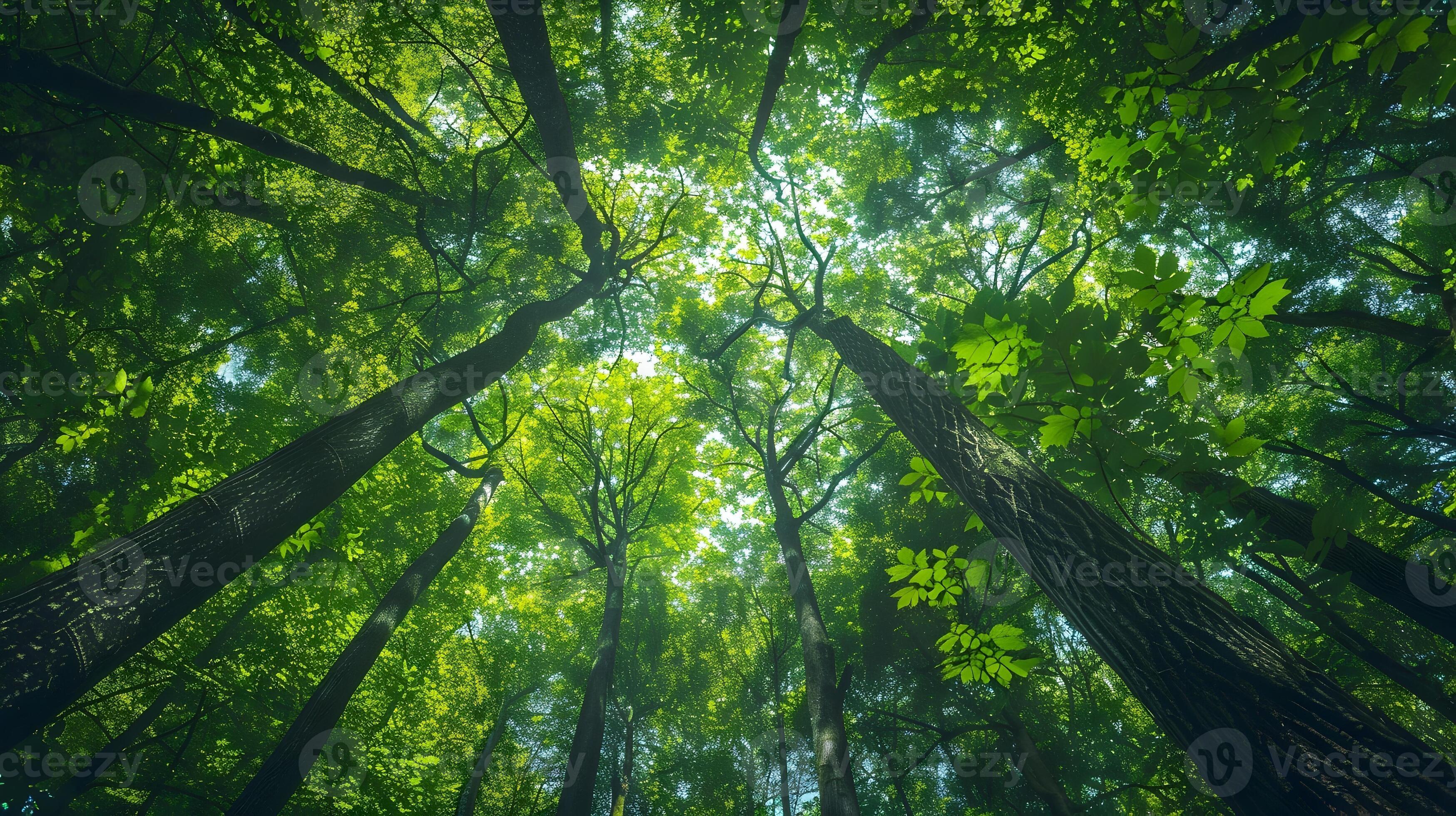 Lush Rainforest Canopy Revealed in Dappled Sunlight from Forest Floor ...