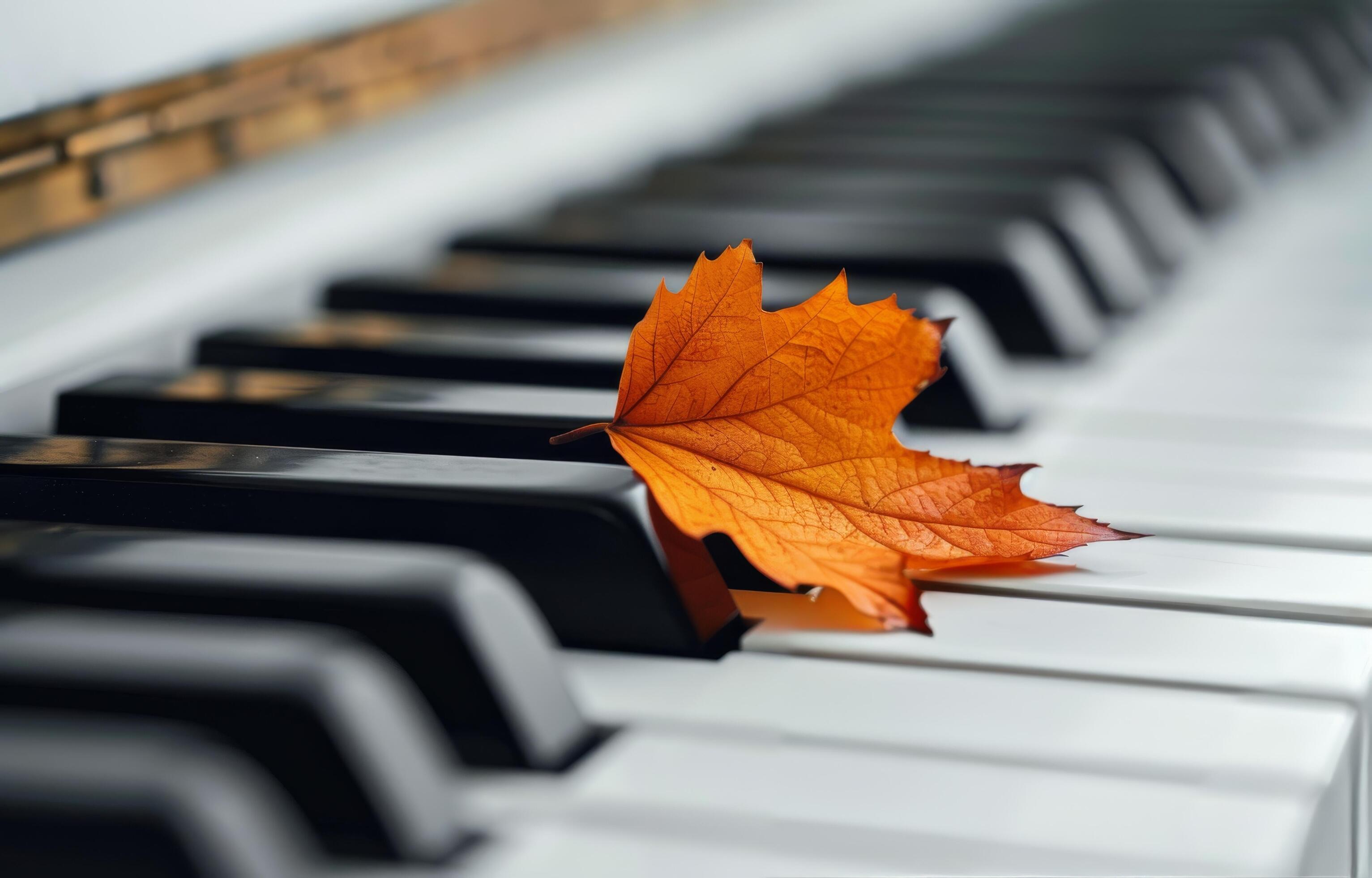 A Single Autumn Leaf Resting on Piano Keys 47070407 Stock Photo at Vecteezy