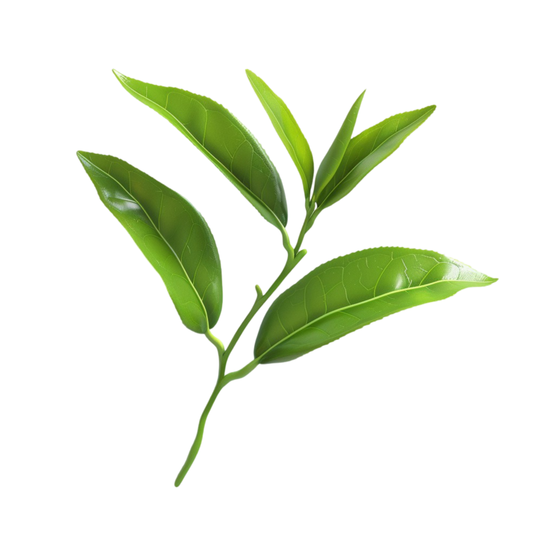 Green Tea Leaf Branch on Transparent Background AI-Generative 47072371 PNG Green Tea Leaf Branch on Transparent Background AI-Generative 47072371 PNG